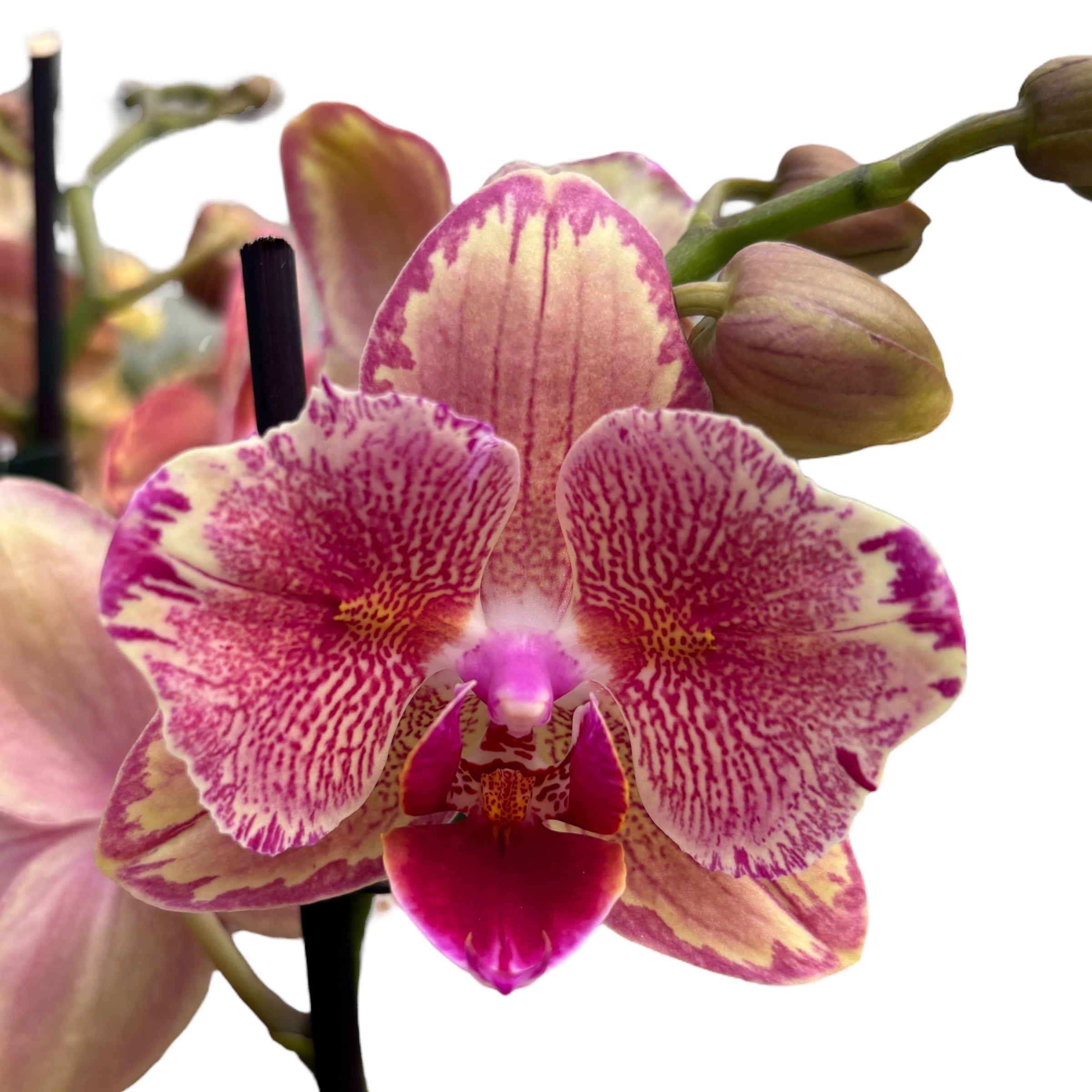 Phalaenopsis Pirate Picotee peloric - butterfly