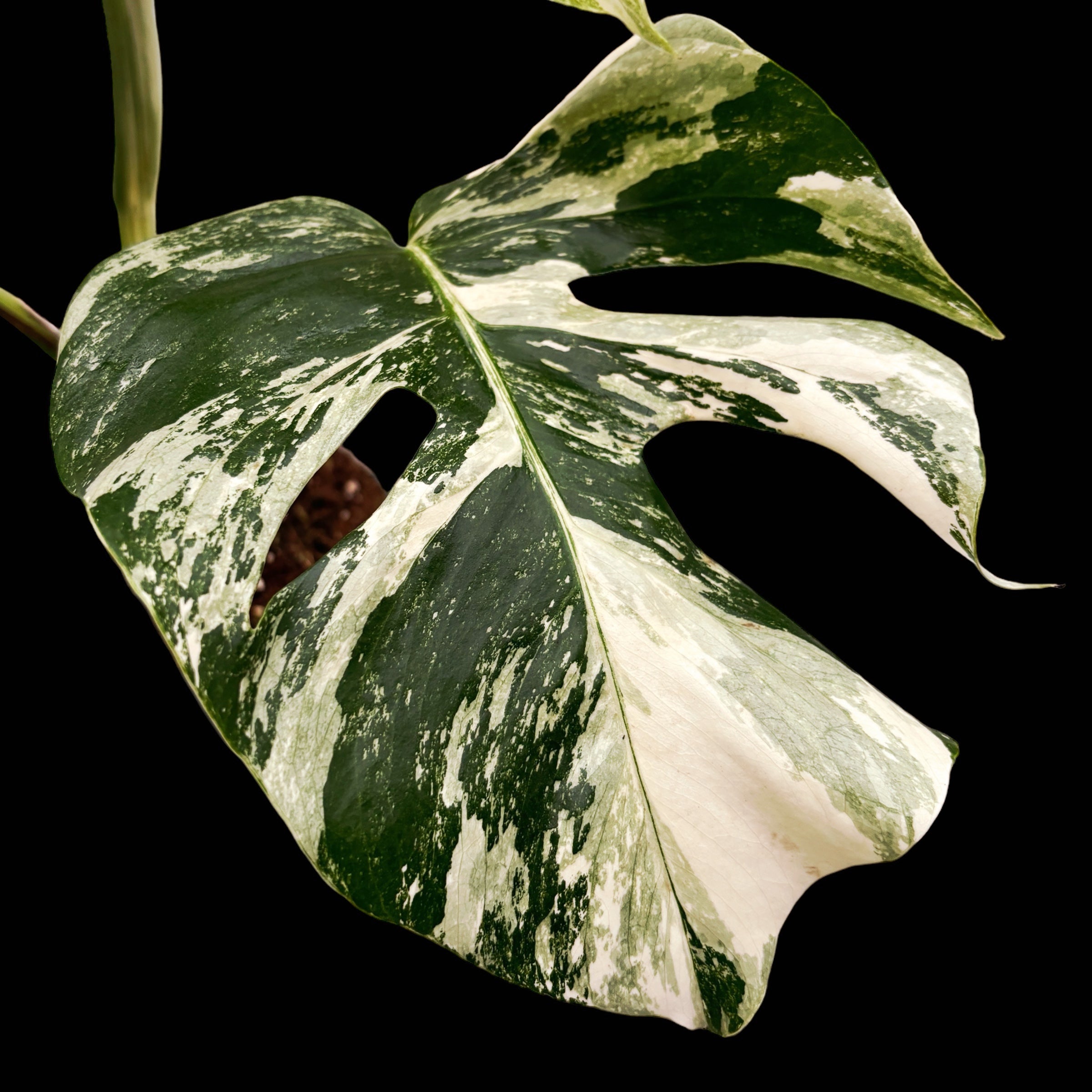 Monstera deliciosa 'Variegata' MDV-07 – Floraria Secret Garden (SG)