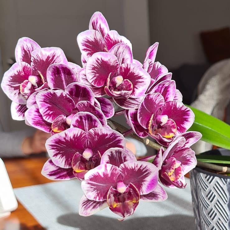 Phalaenopsis Miki Black Angel '364' – Secret Garden Plant Shop