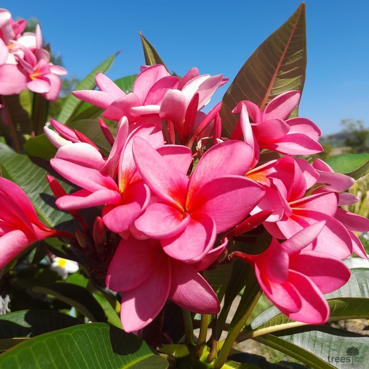 Plumeria rubra 'Pink Parfait' - flori parfumate – Secret Garden Plant Shop