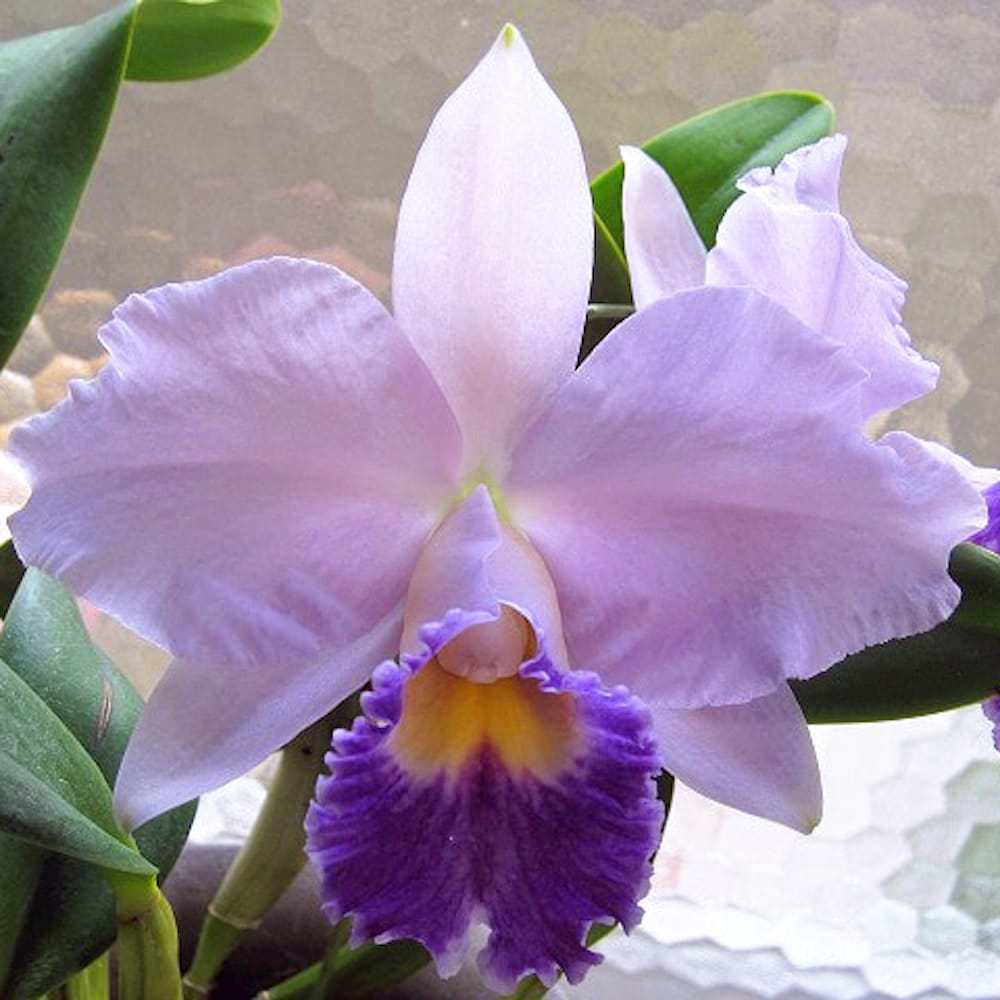 Cattleya Hiroshima Melody 'Blue Genie'