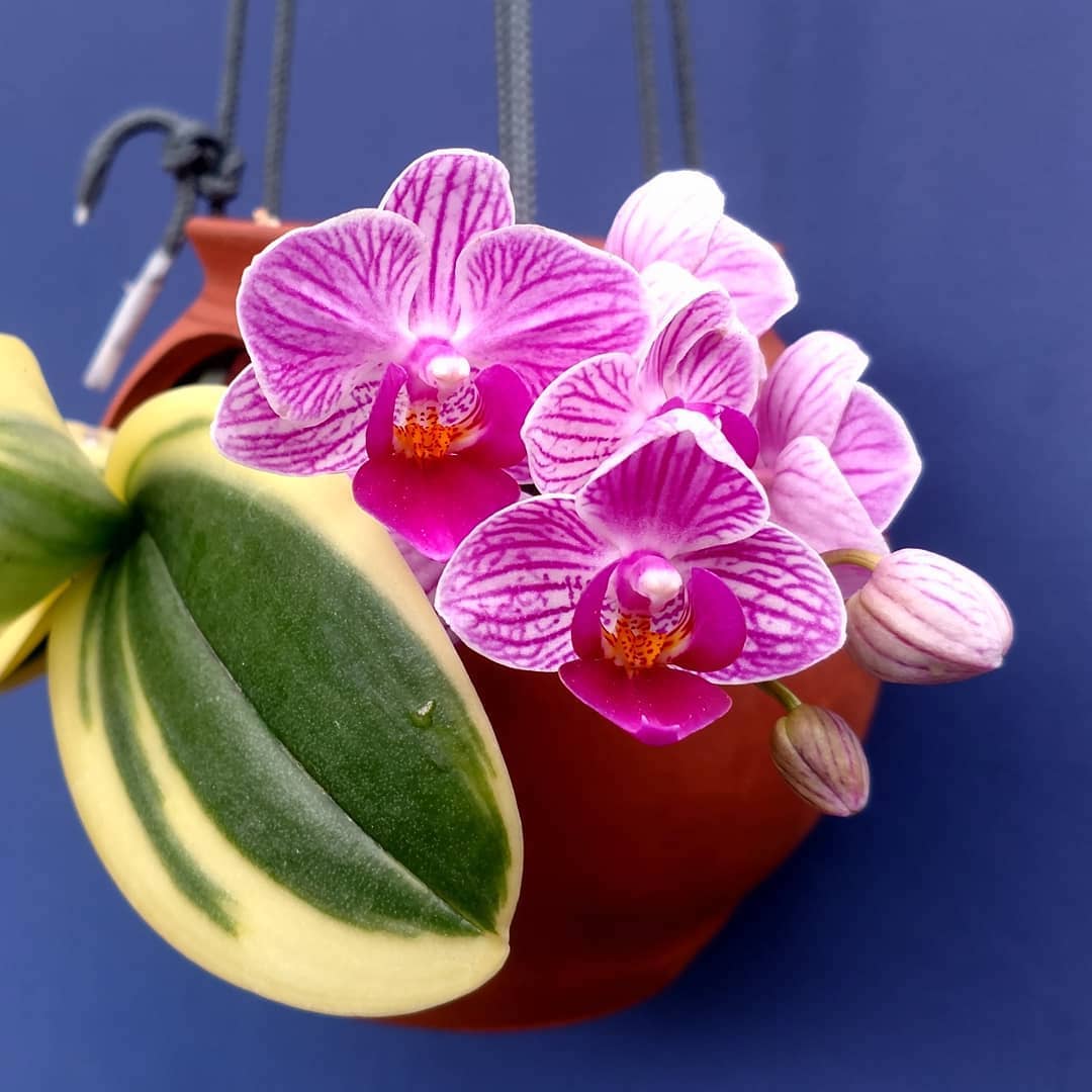 Phalaenopsis Sogo Vivien 'SOGO F858' (super variegata)