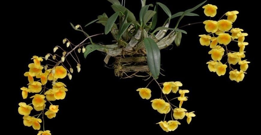 Dendrobium lindleyi - Features and care guide – Secret Garden Plant Shop