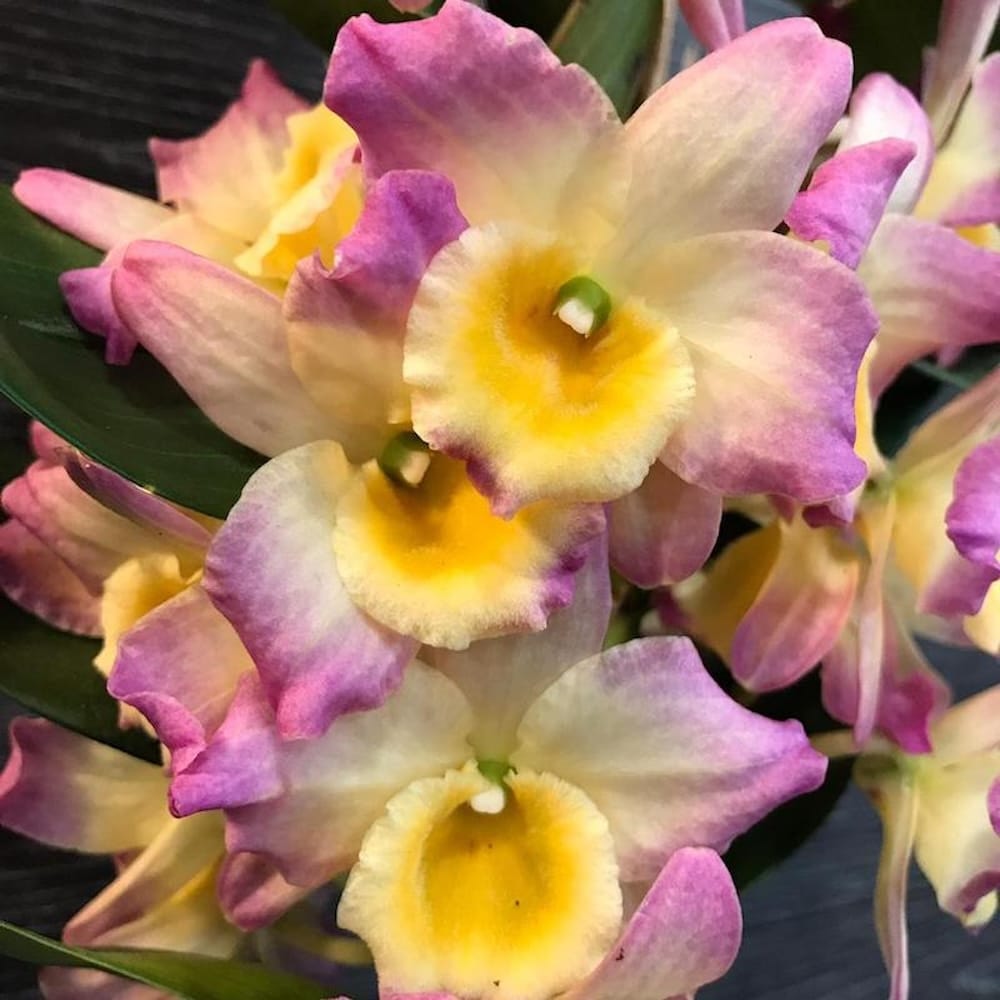 Dendrobium orchids - Characteristics and care guide – Secret Garden ...