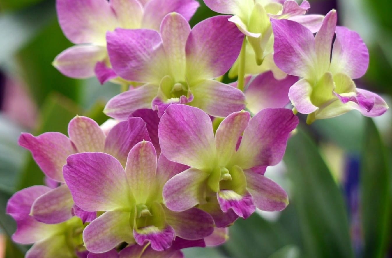 Orhidee Dendrobium - Repausul de iarna al speciilor si hibrizilor ...