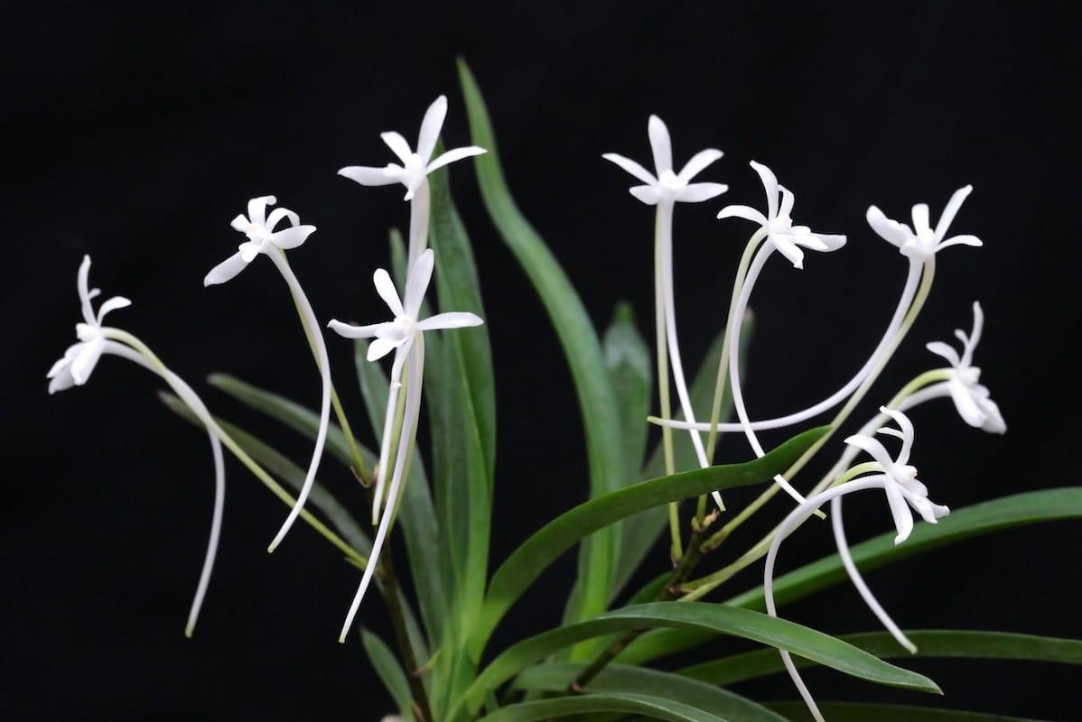 Vanda (Neofinetia) falcata - care instructions – Secret Garden Plant Shop