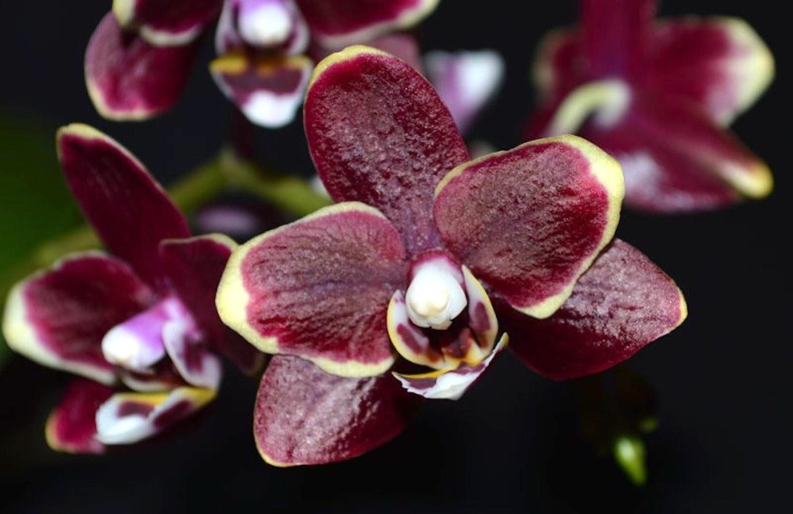 Phalaenopsis Taisuco Kobold - Care and characteristics – Secret Garden ...