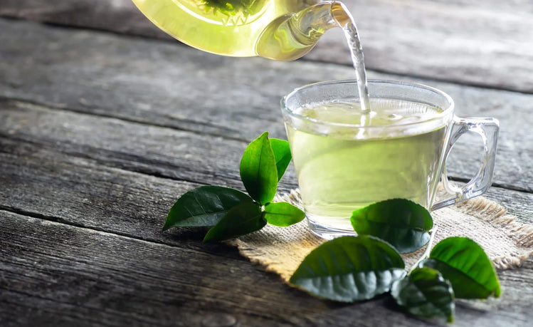 Camellia Sinensis, tea növény - jellemzők és gondozási utasítások