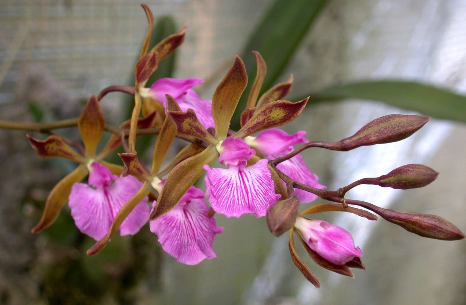 Encyclia orchids - Characteristics and care guide