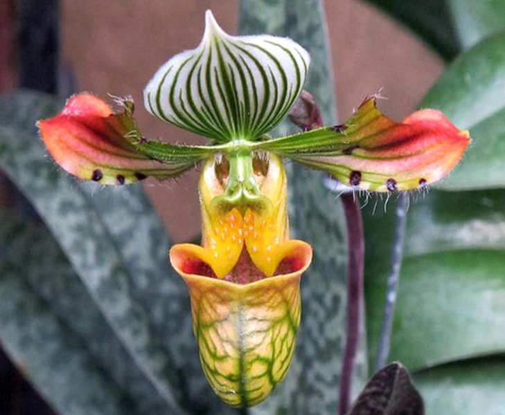 Specii rare si populare de orhidee in ghiveci – Secret Garden Plant Shop