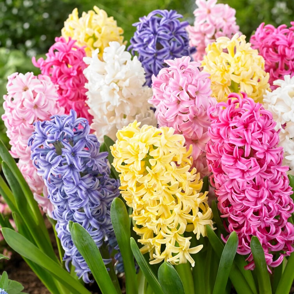 Zambile in ghiveci - Hyacinthus – Secret Garden Plant Shop