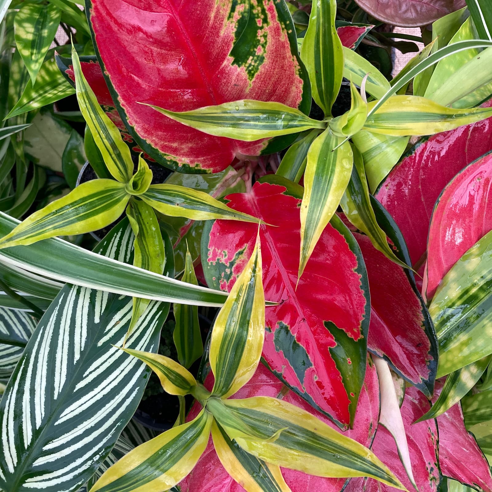 Nouveautés & réapprovisionnement – tagged "Calathea" – Secret Garden ...