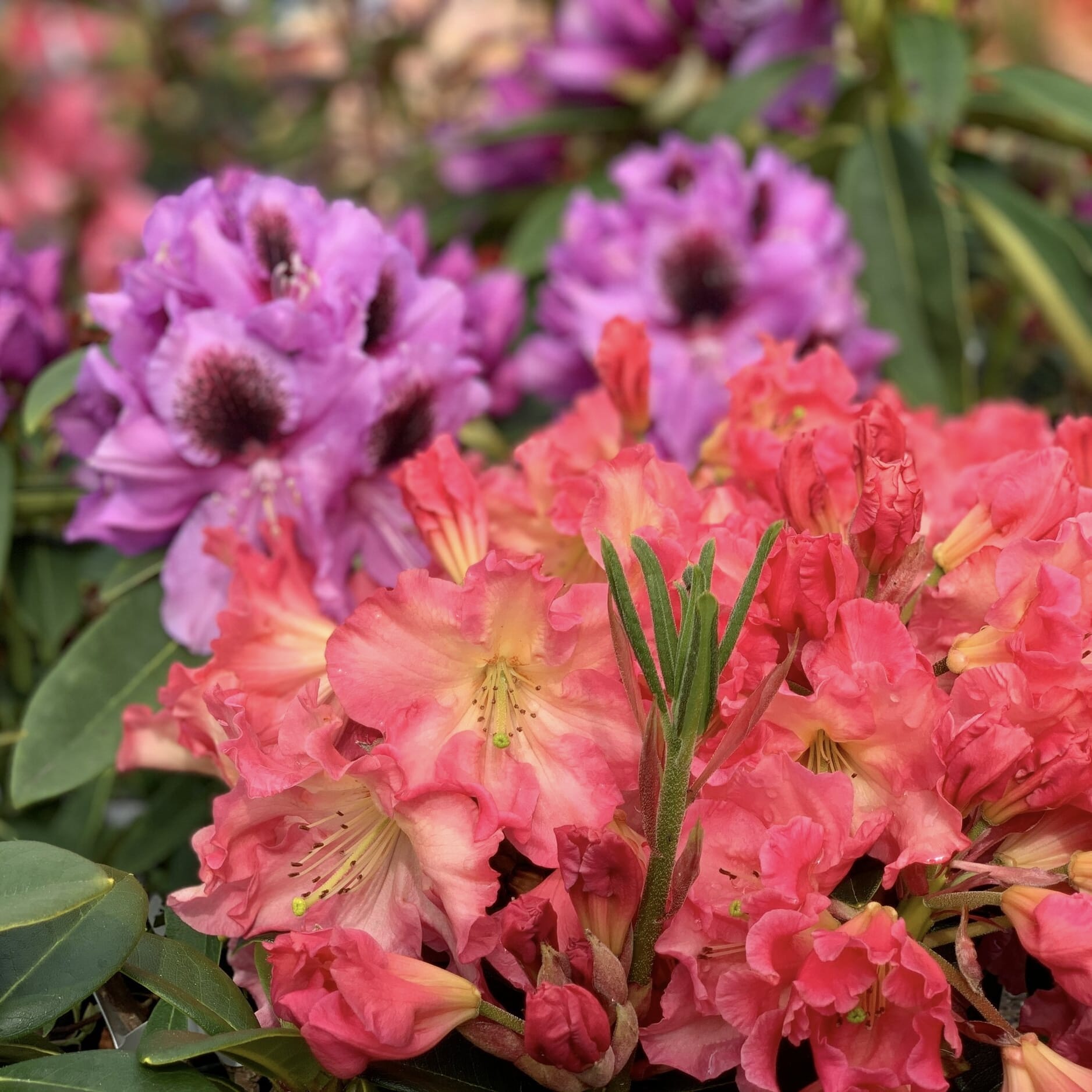 Rhododendron - Azalee de gradina – Secret Garden Plant Shop