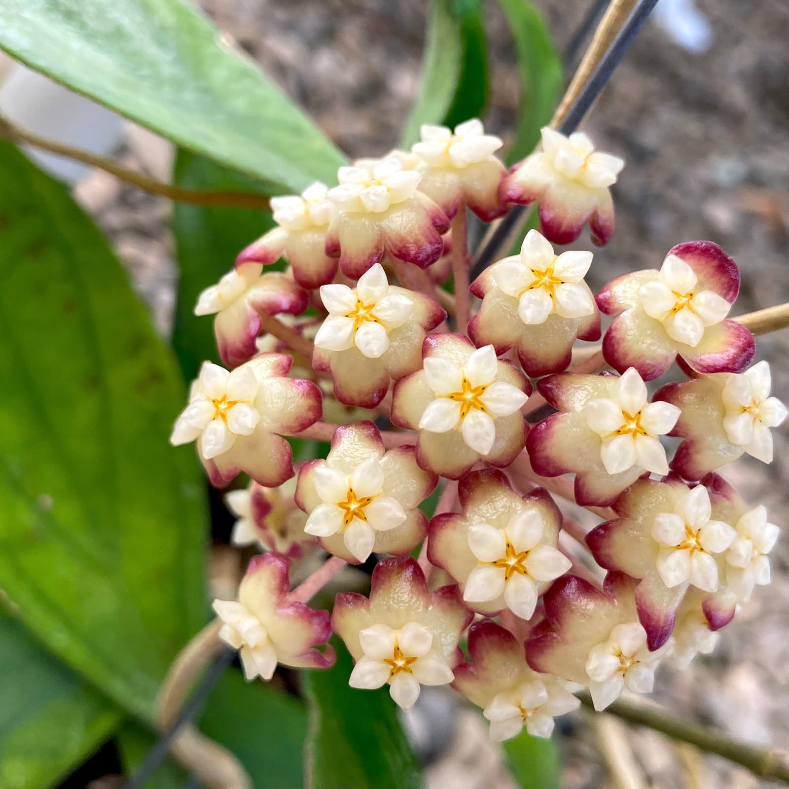 Hoya promo – Secret Garden Plant Shop