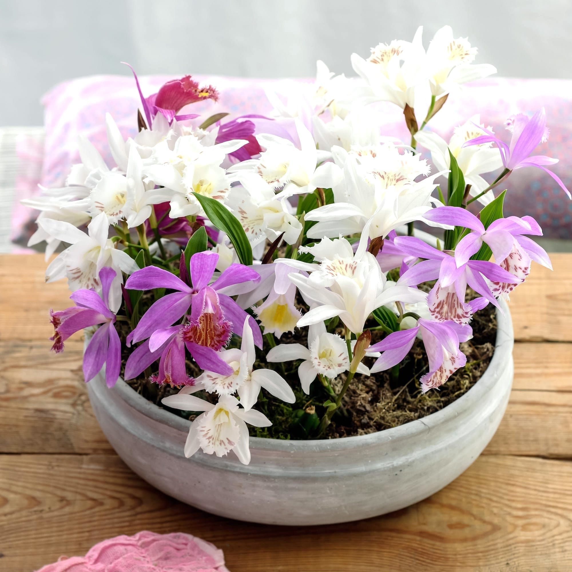 Orhidee de gradina – tagged "Plante outdoor - gradina & terasa ...