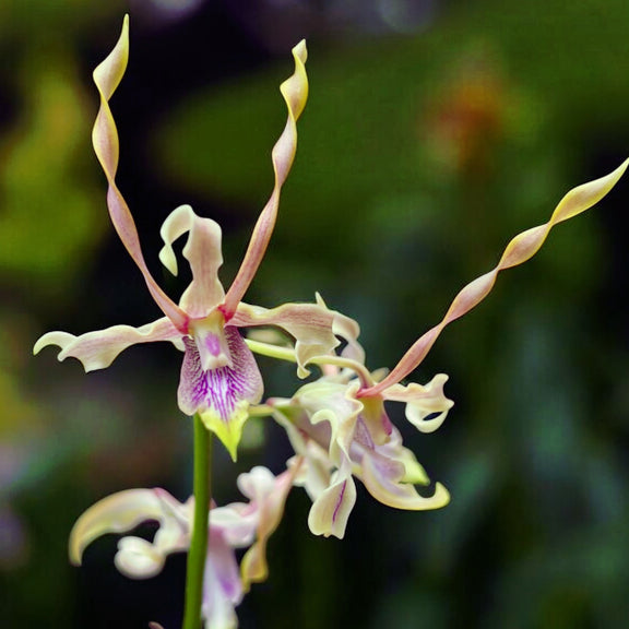 Dendrobium Taiwan Helix (Den. helix × Doctor Uthai)