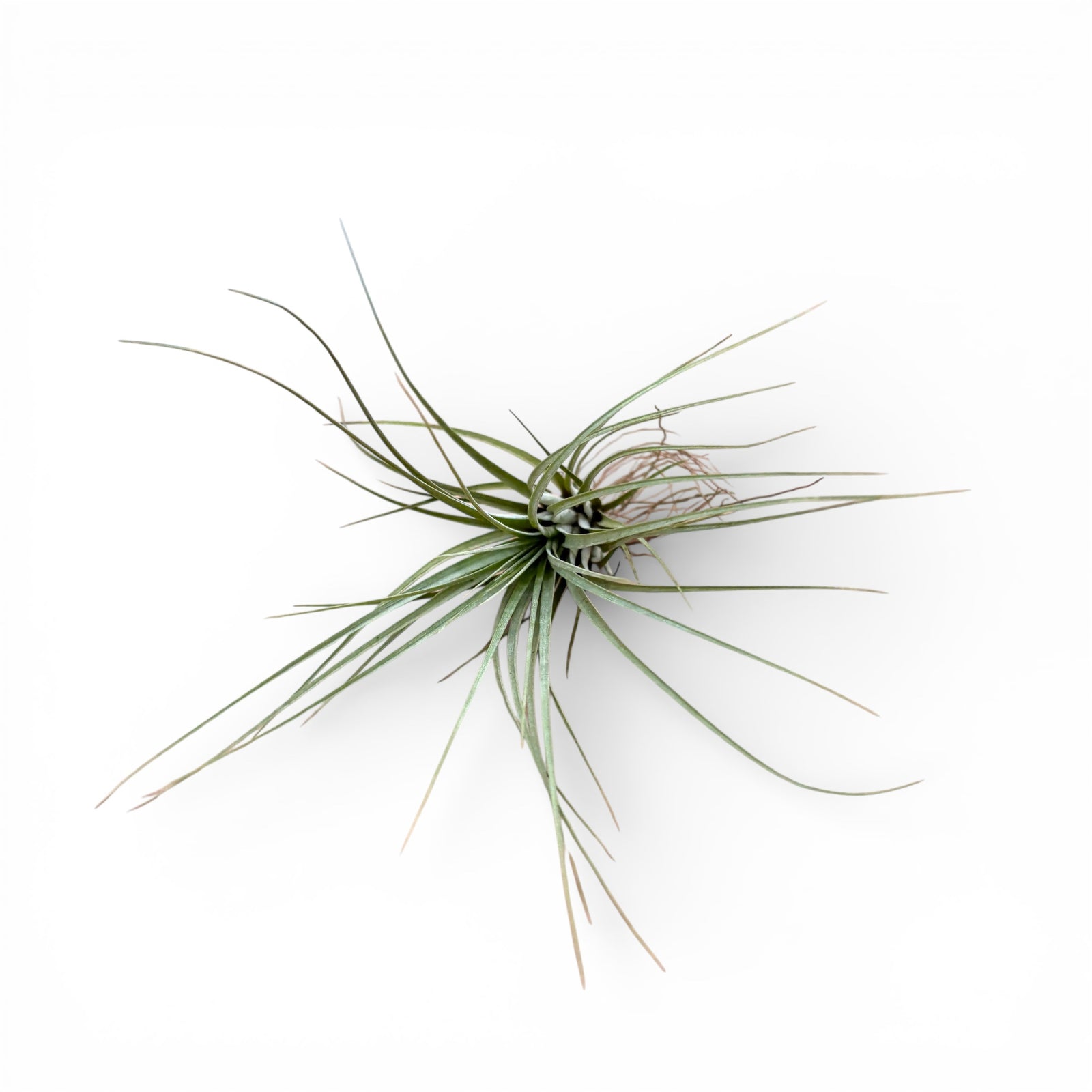 Tillandsia stricta x gardnerii – planta aeriana hibrida, compacta si u ...