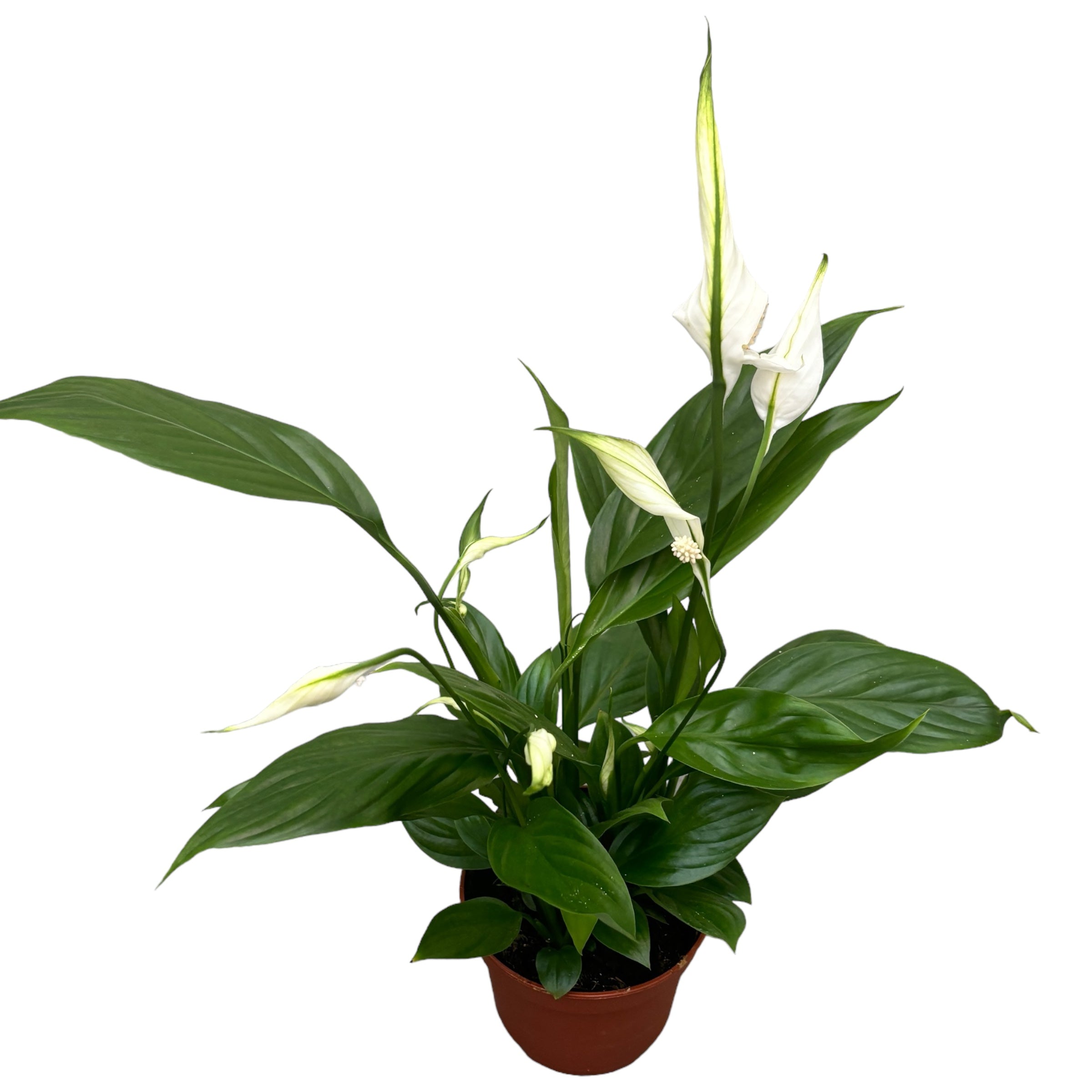 Crinul pacii - Spathiphyllum (purifica aerul)