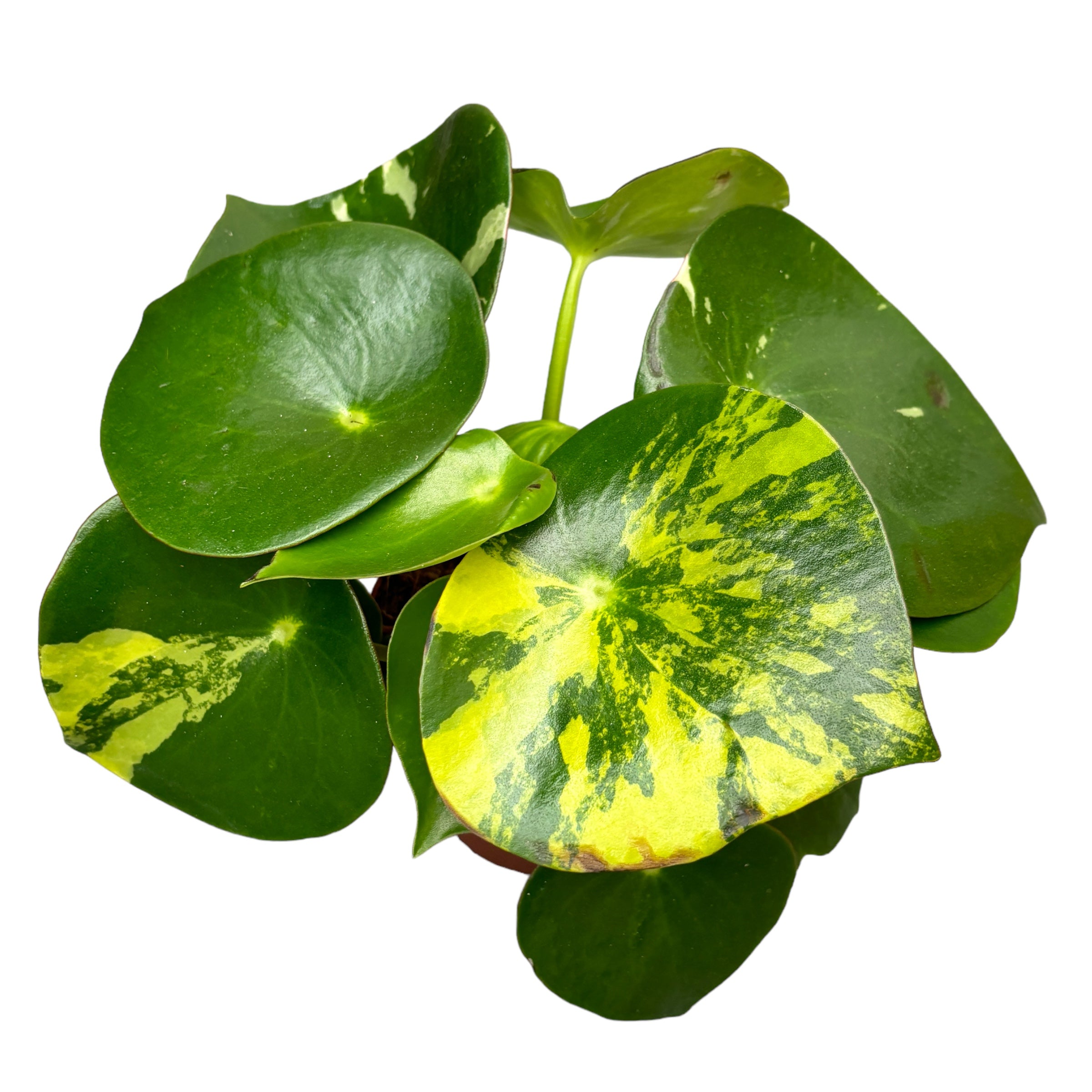 Peperomia polybotrya 'Raindrop' variegata – Secret Garden Plant Shop