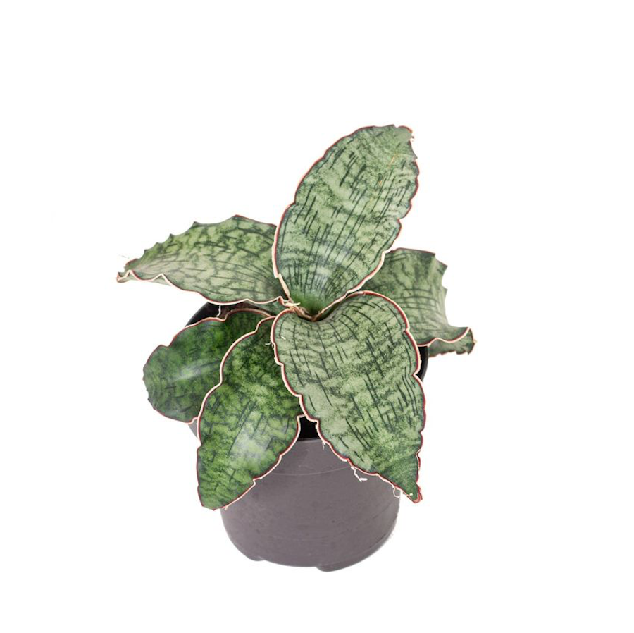 Sansevieria kirkii 'Silver Blue' (star green granite) – Floraria Secret ...
