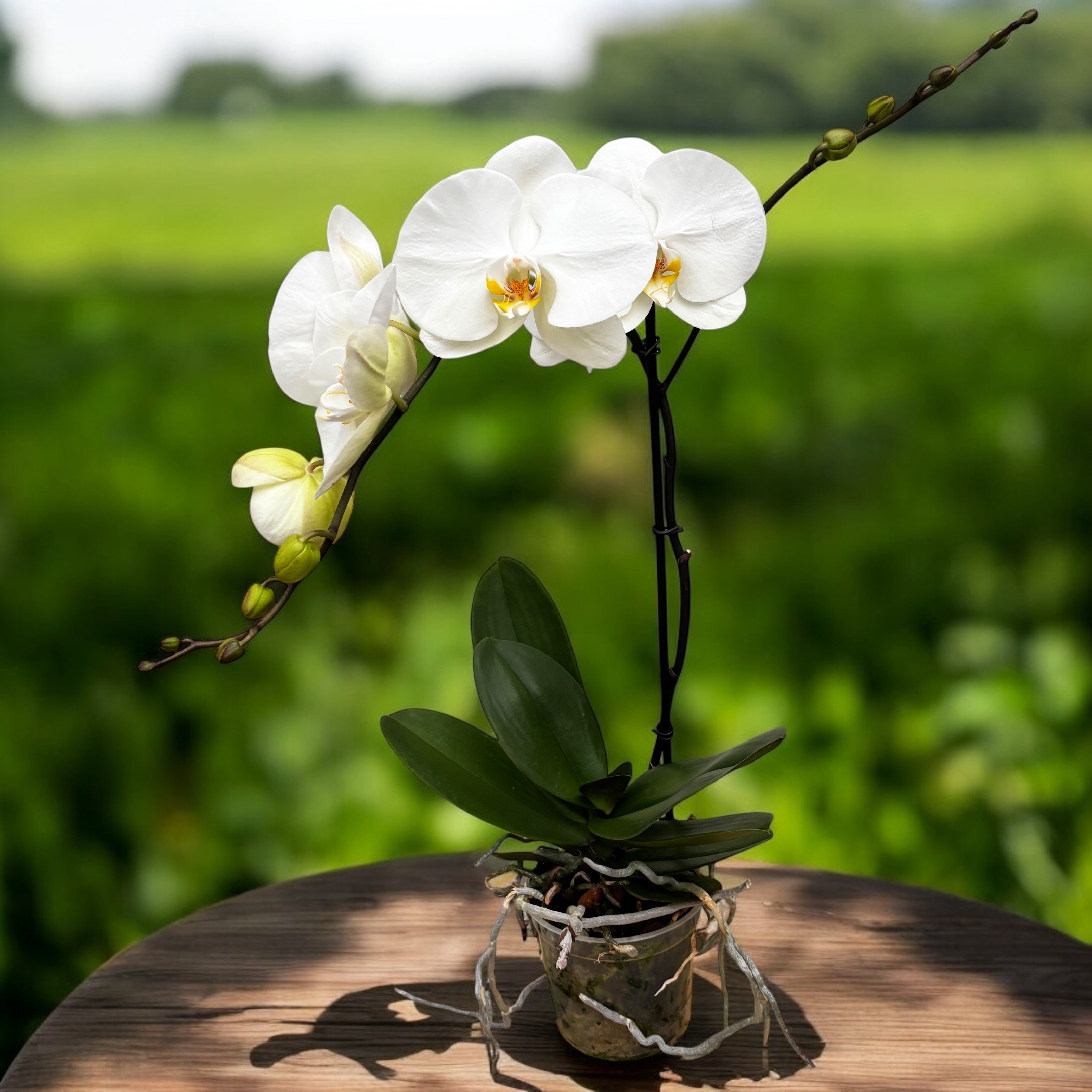 Phalaenopsis Sogo Yukidian 'V3' (White Florious) - floarea XXL