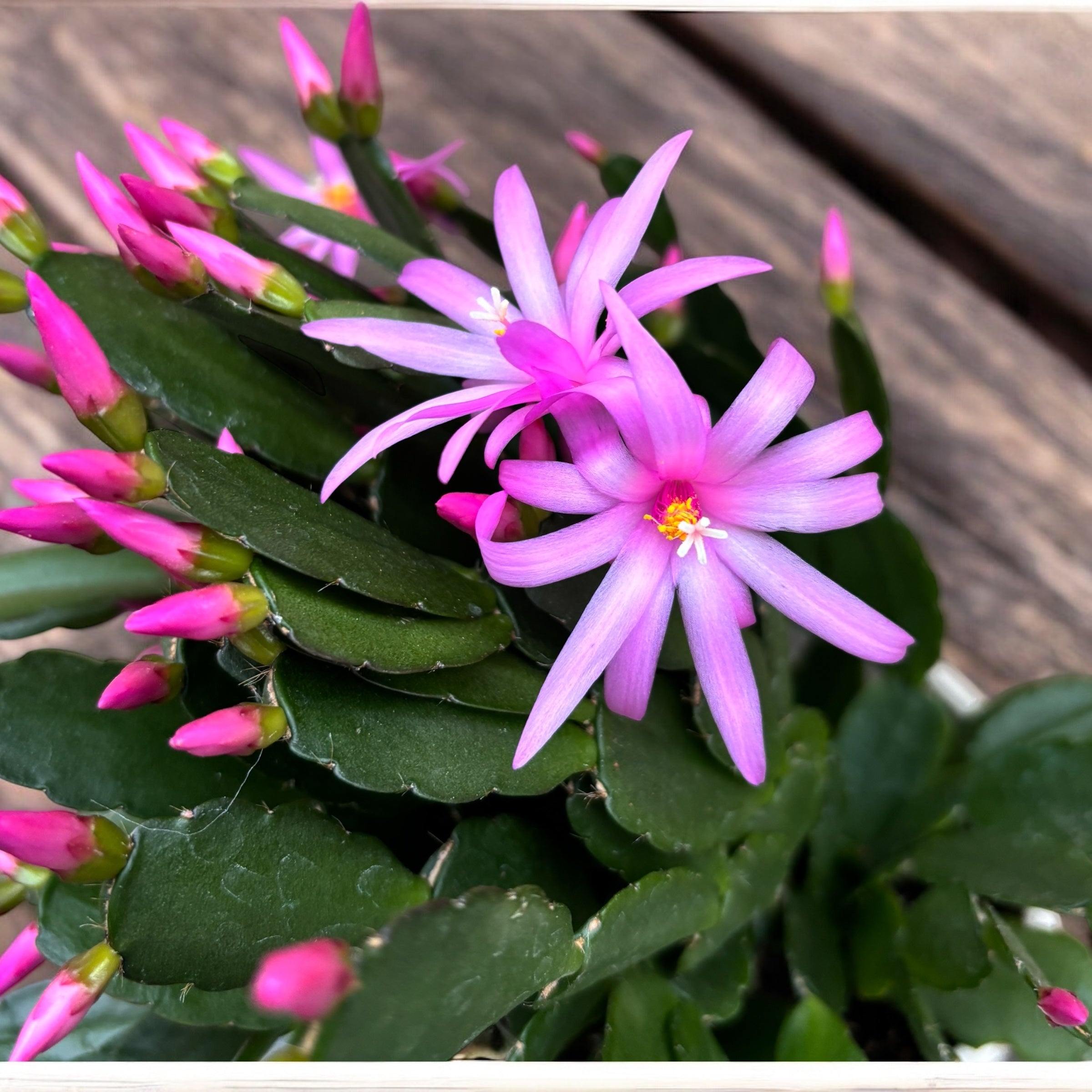 Rhipsalidopsis ‘Pink’ (floarea pastelui roz) 4 plante/ghiveci – Secret ...