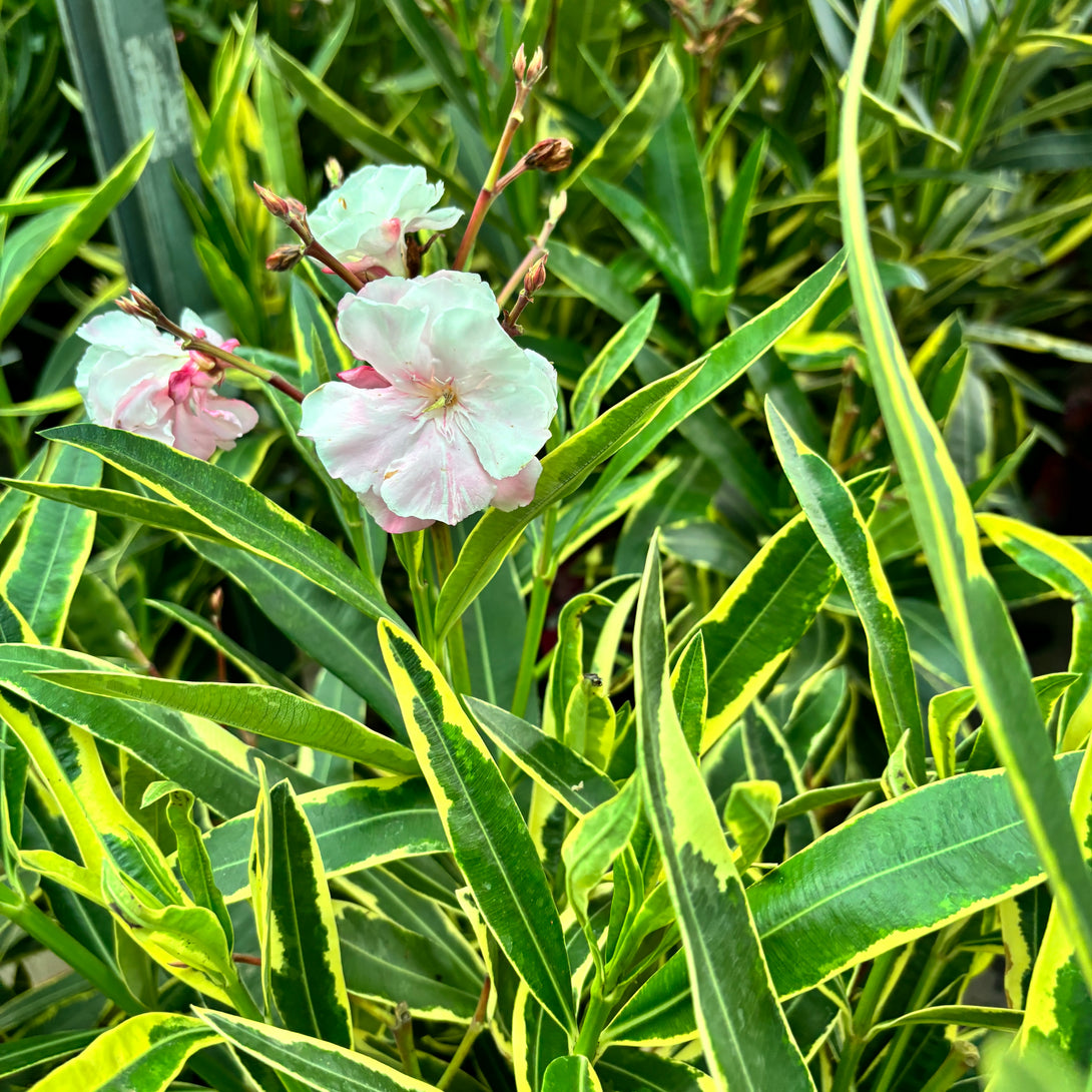 Leandru cu flori roz duble, frunze variegate - exemplare XL – Floraria ...