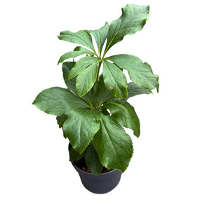 Helleborus orientalis ‘Double Ellen Pink’ (Spanz cu flori duble roz)