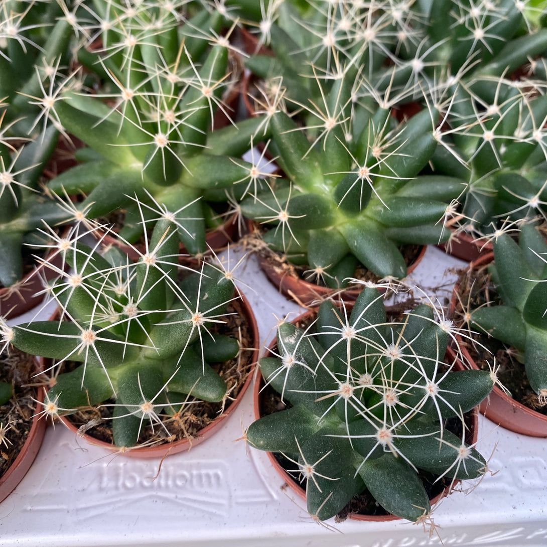 Escobaria missouriensis (Missouri Foxtail Cactus) – Floraria Secret ...
