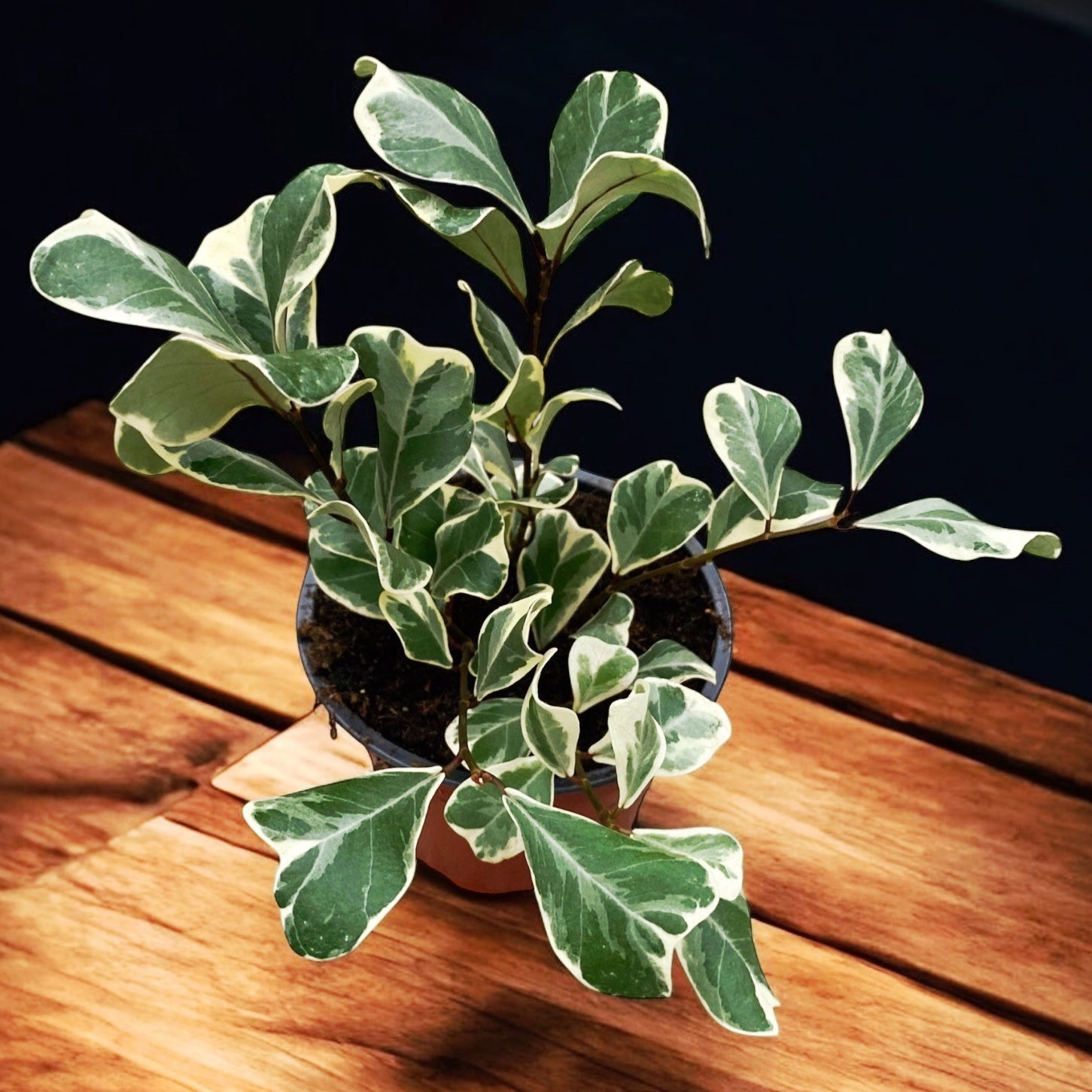 Ficus triangularis Sweetheart variegata - frunzis in forma de inima, c ...