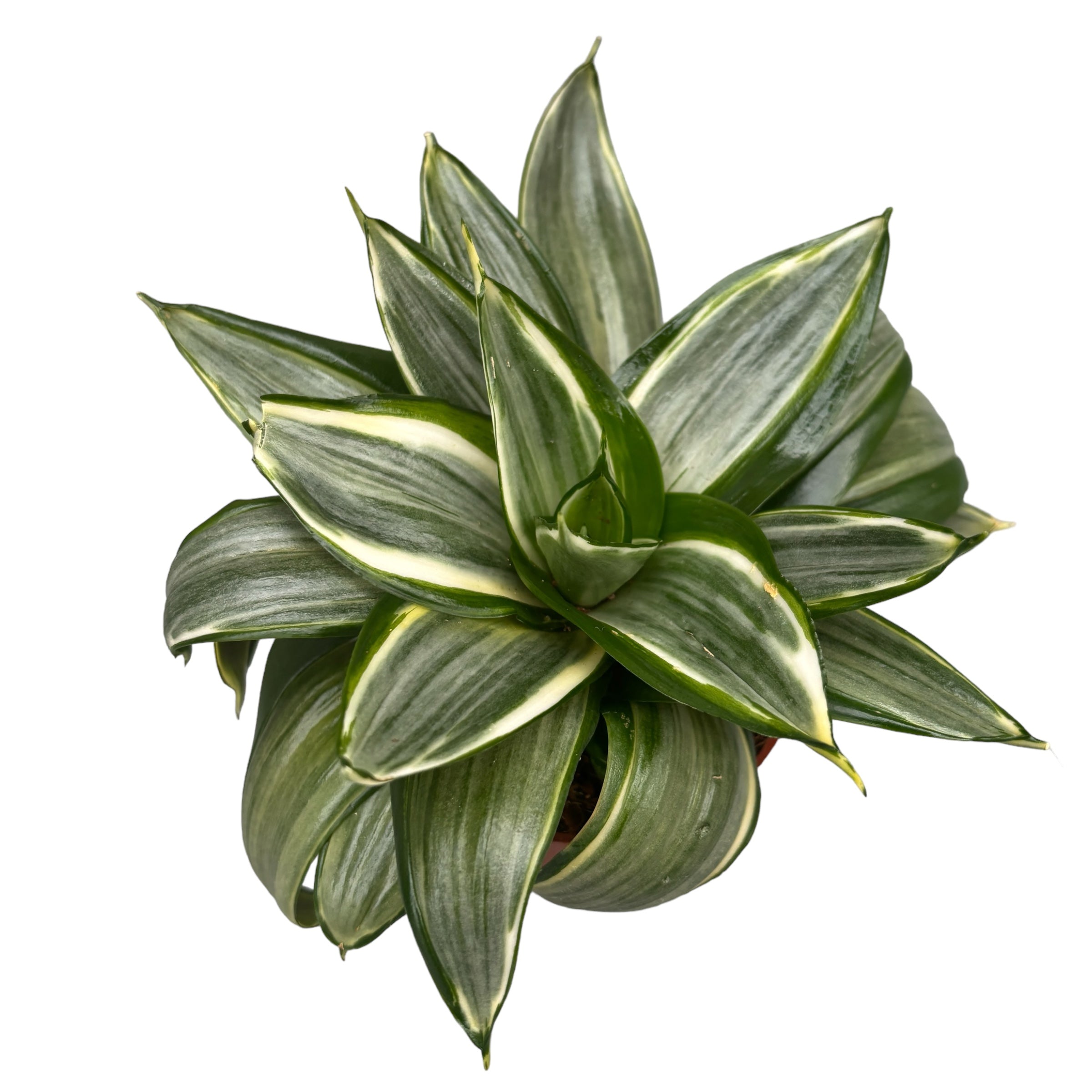 Sansevieria Hahnii 'Diamond' D9 – Floraria Secret Garden (SG)