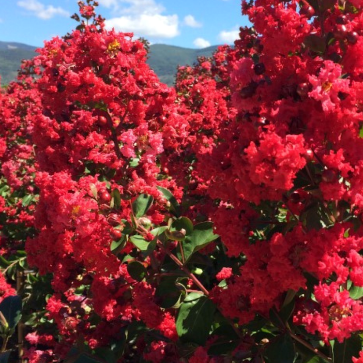 Lagerstroemia indica 'Red Imperator' - Liliac indian – Floraria Secret ...