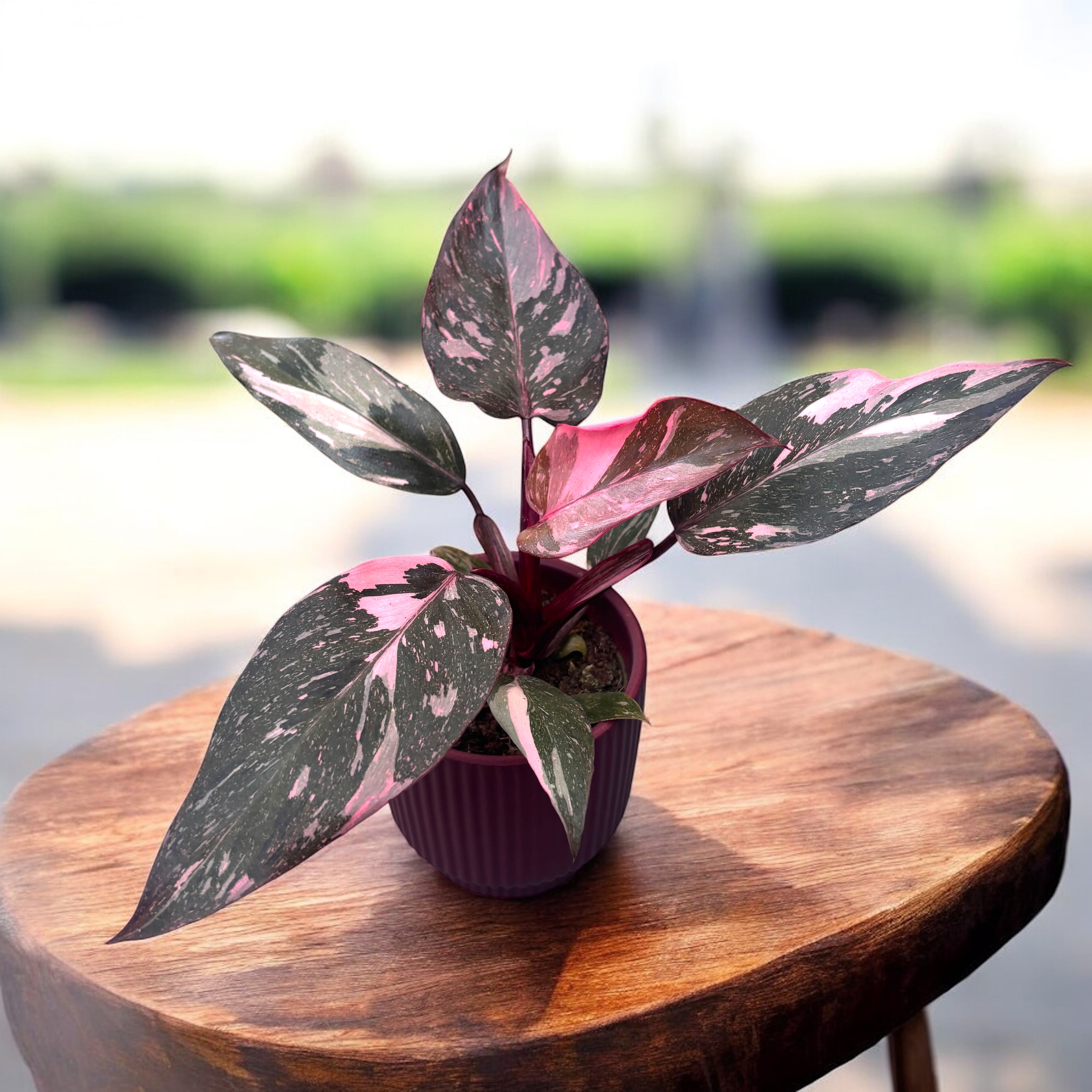 Philodendron 'Pink Princess Marble' – Secret Garden Plant Shop