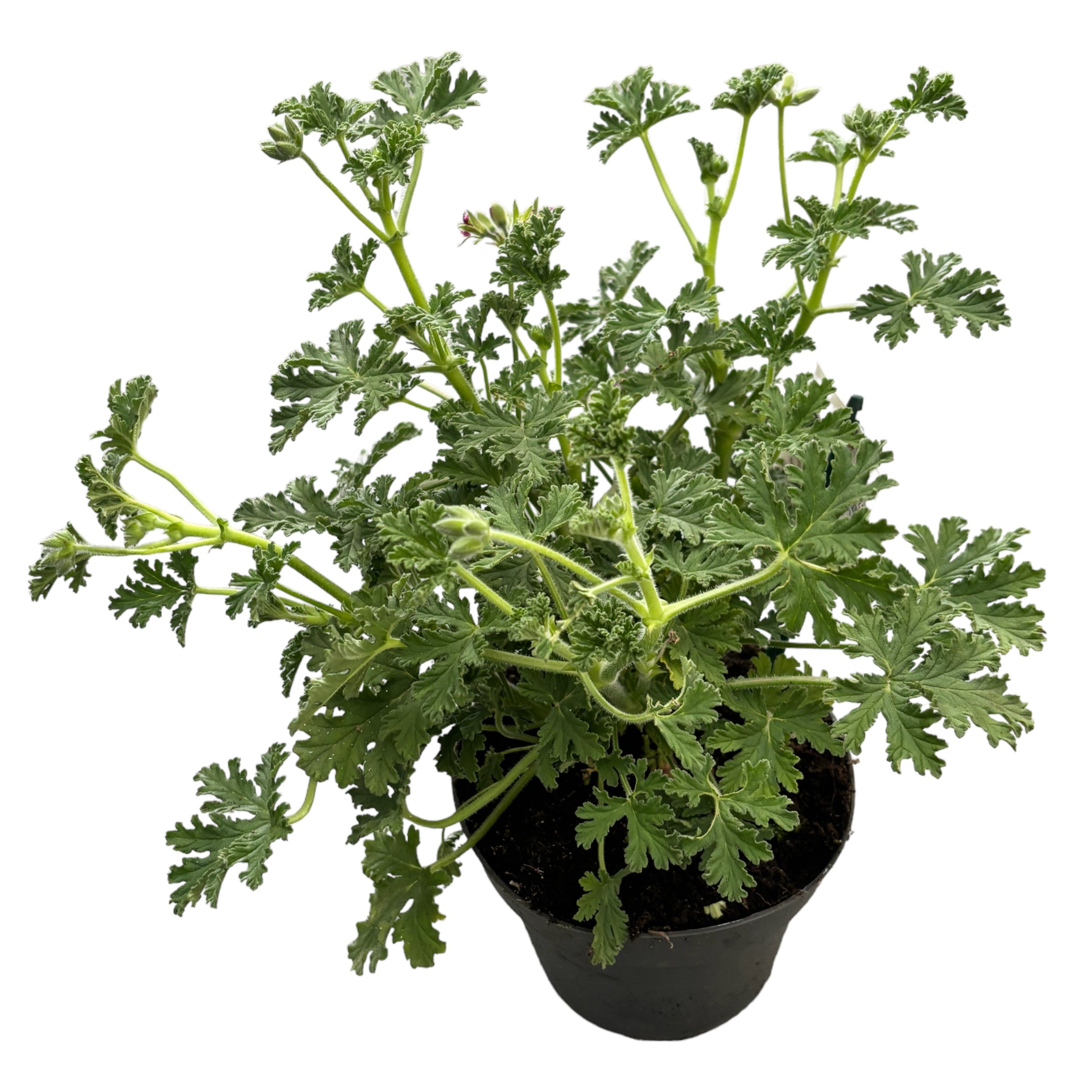 Anti-mosquito scented geraniums - Scented Geranium 'Isko Lemon' (lemon ...