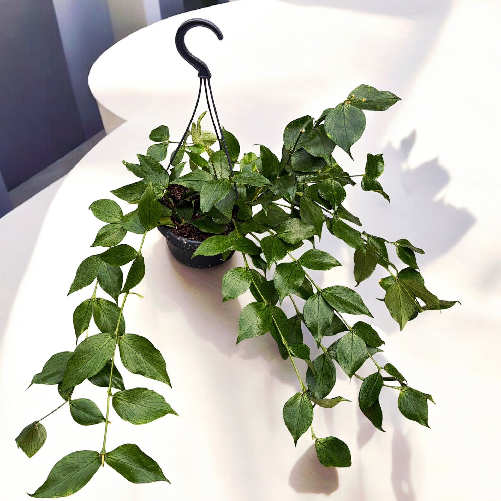 Hoya polyneura (Fishtail Hoya) - full pots – Secret Garden Plant Shop