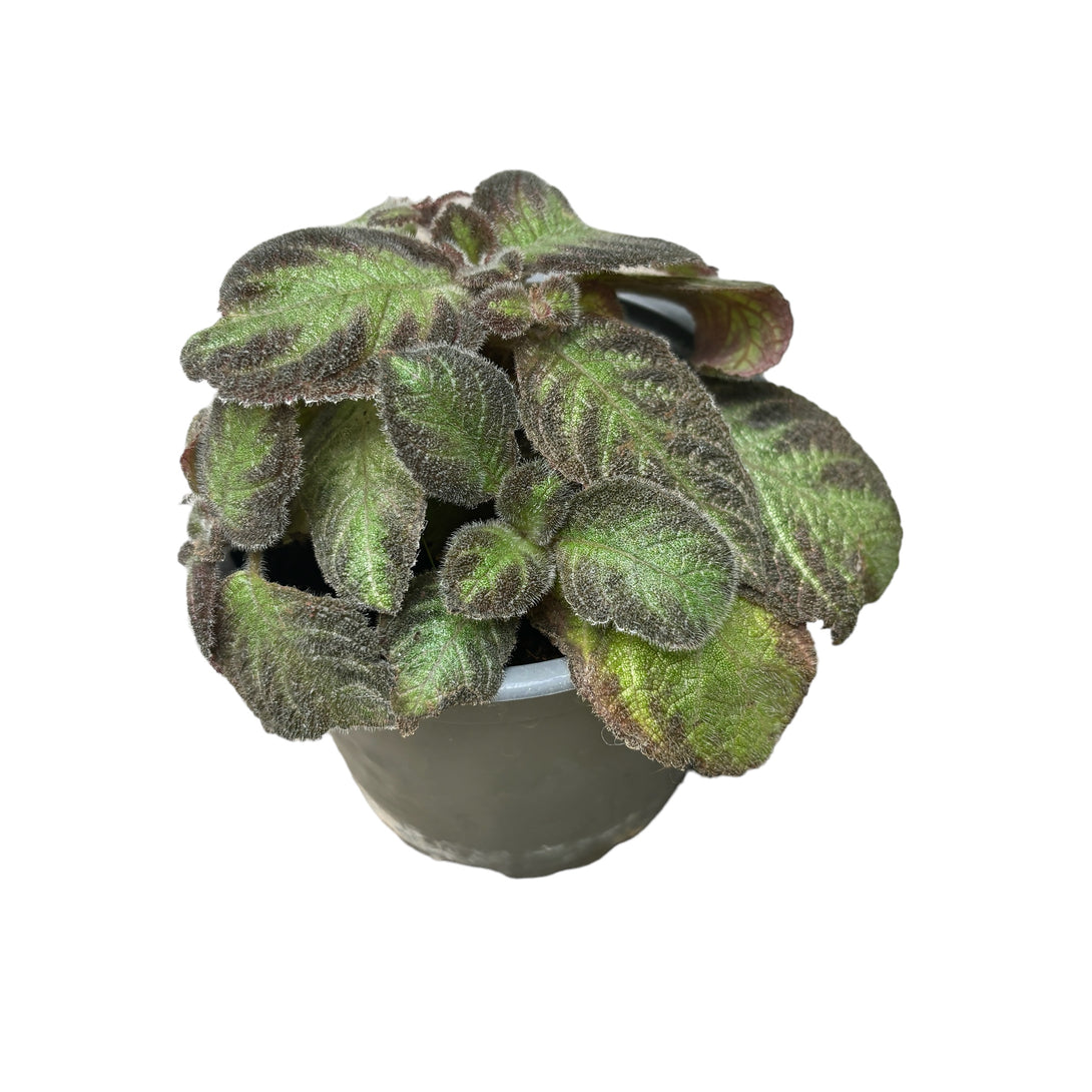 Episcia Pink Panther – Floraria Secret Garden (SG)