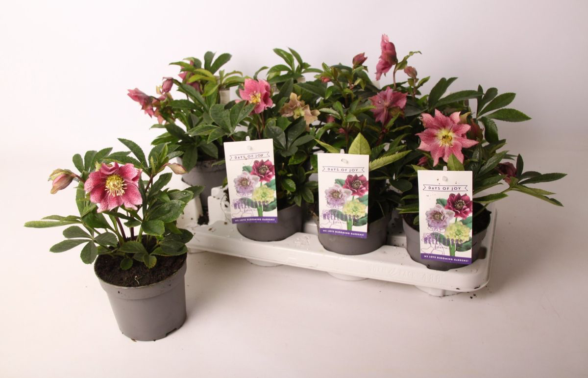 Helleborus orientalis Double Ellen Pink - Double Dark Pink (Spanz) D12 ...