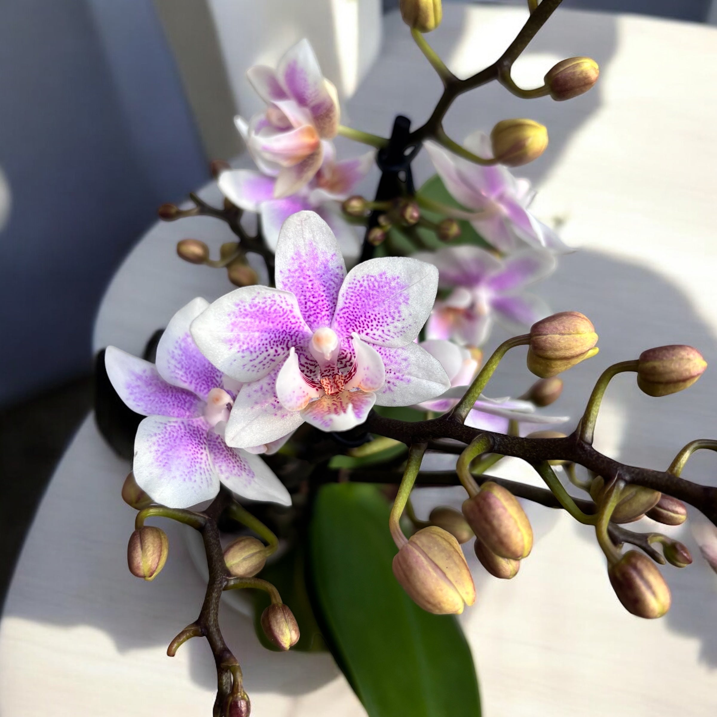 Phalaenopsis Pink Wing – Secret Garden Plant Shop