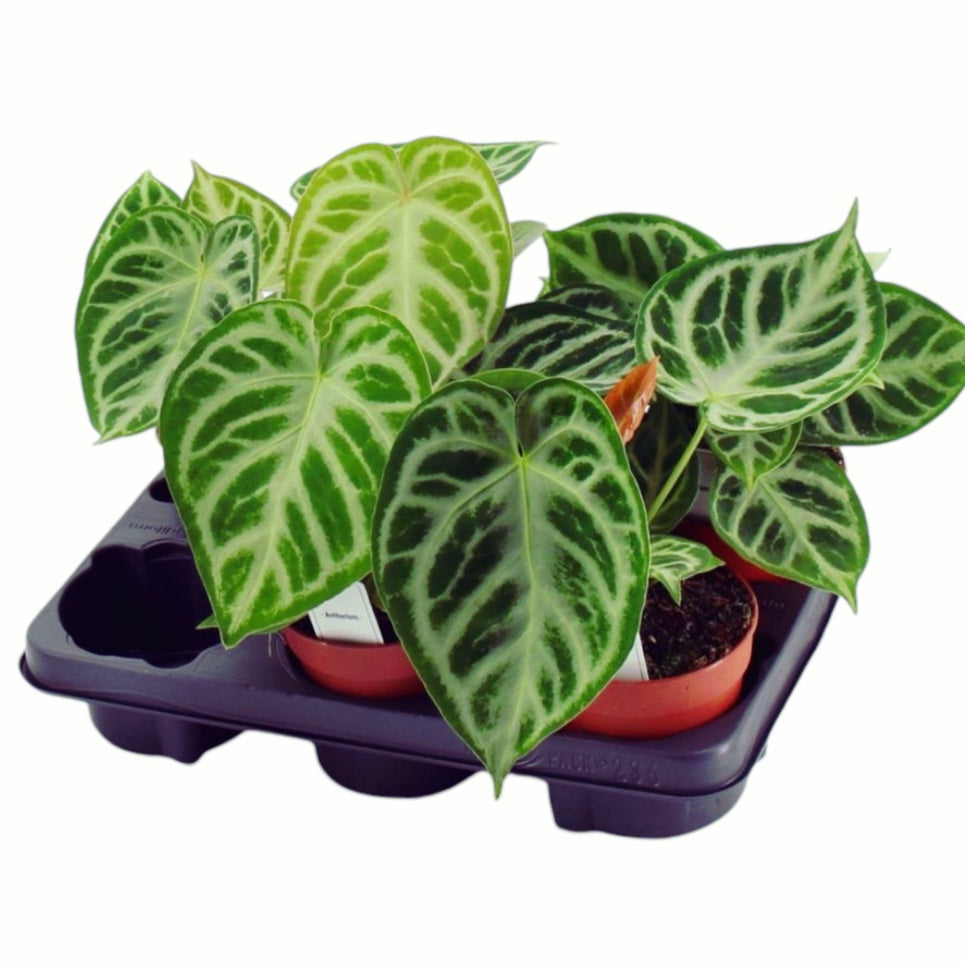 Anthurium crystallinum 'Silver Blush' – Secret Garden Plant Shop