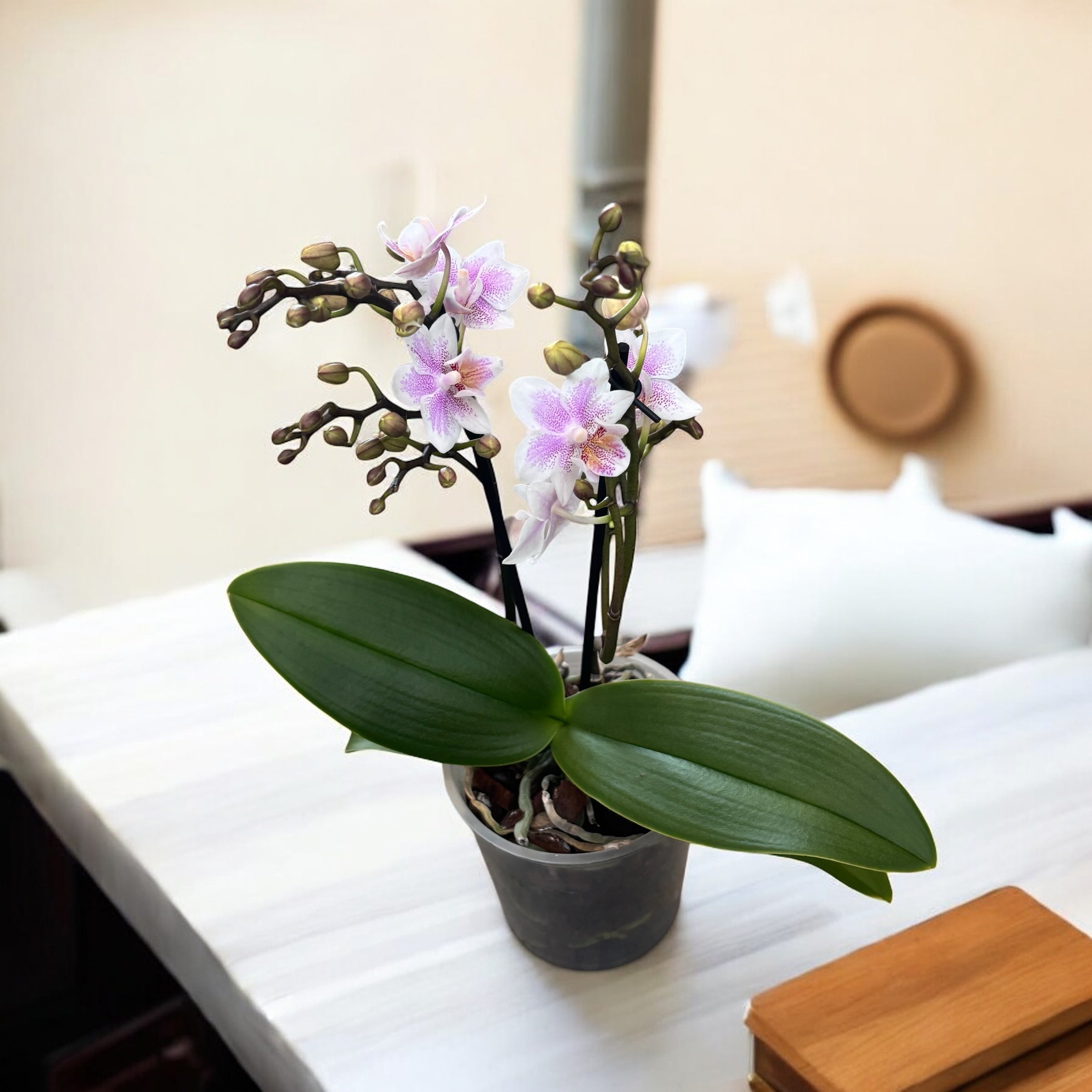 Phalaenopsis Pink Wing – Secret Garden Plant Shop