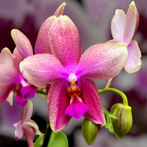 Phalaenopsis Sweet Memory Liodoro - flori intens parfumate