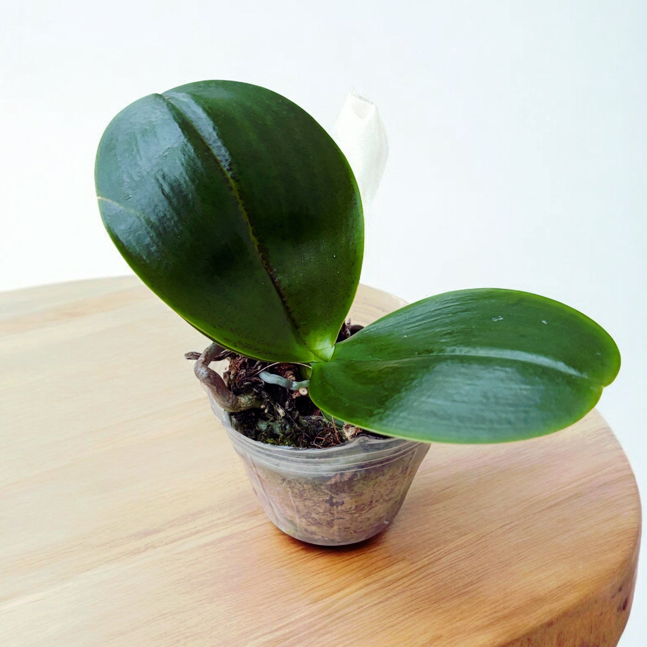 Phalaenopsis Mituo King 'Big Pink' - flori cerate parfumate – Secret ...