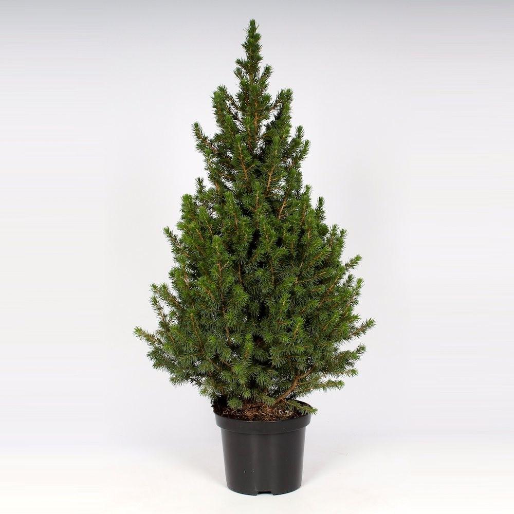 Picea Glauca Conica H110 cm - potted Christmas tree – Floraria Secret ...