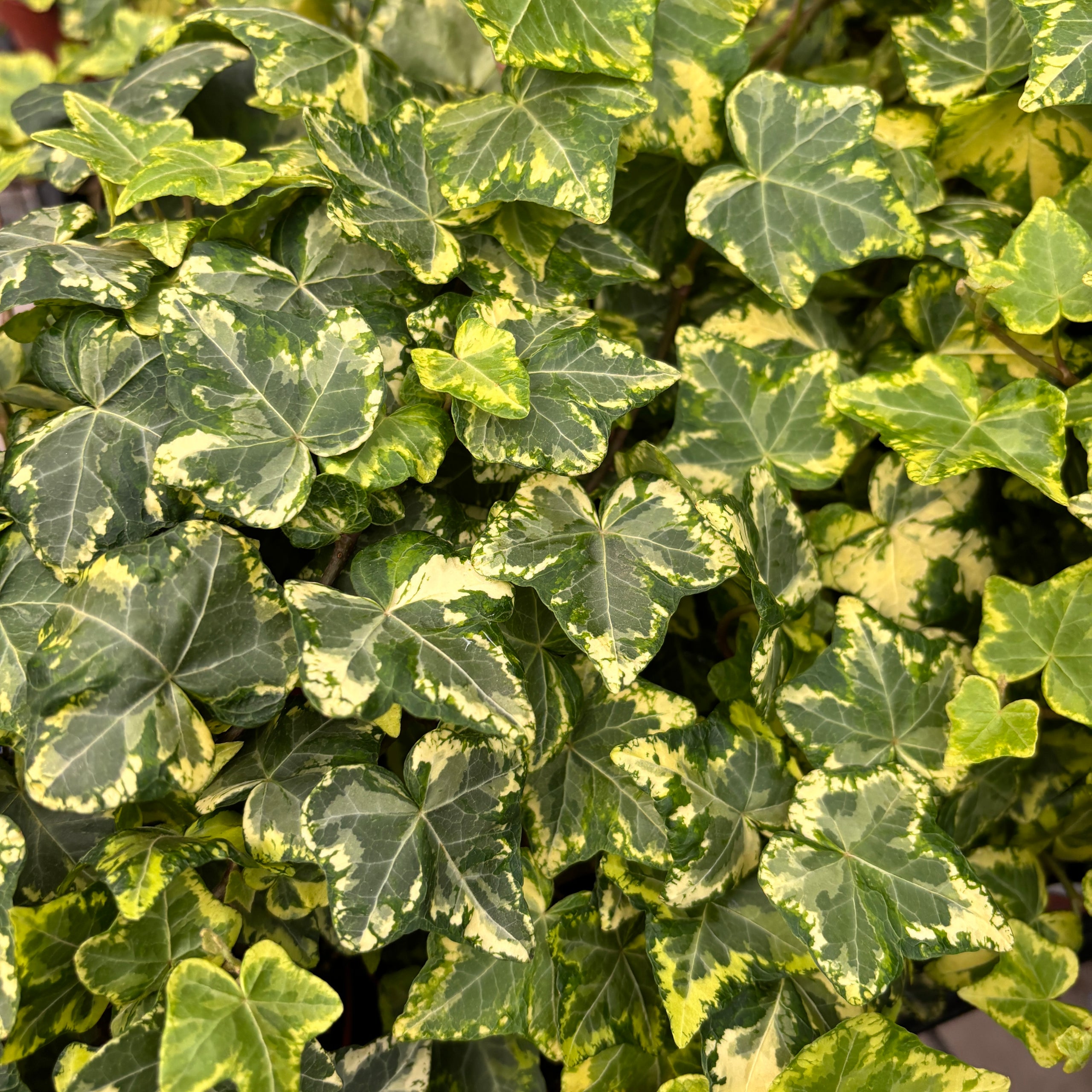 Iedera - Hedera helix 'Golden Kolibri' ('Midas Touch') – Secret Garden ...