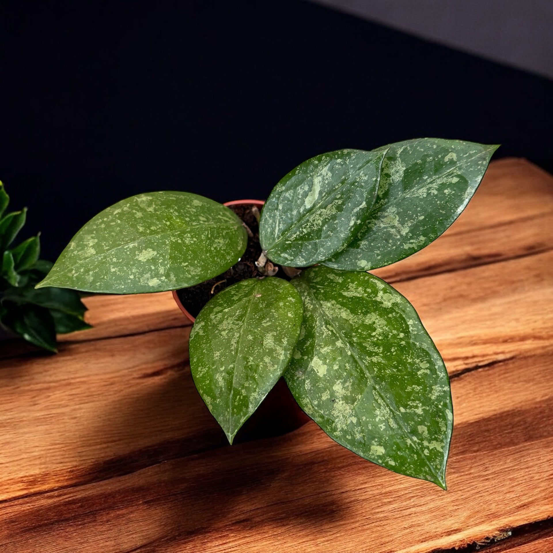 Hoya verticillata 'Splash' – Secret Garden Plant Shop