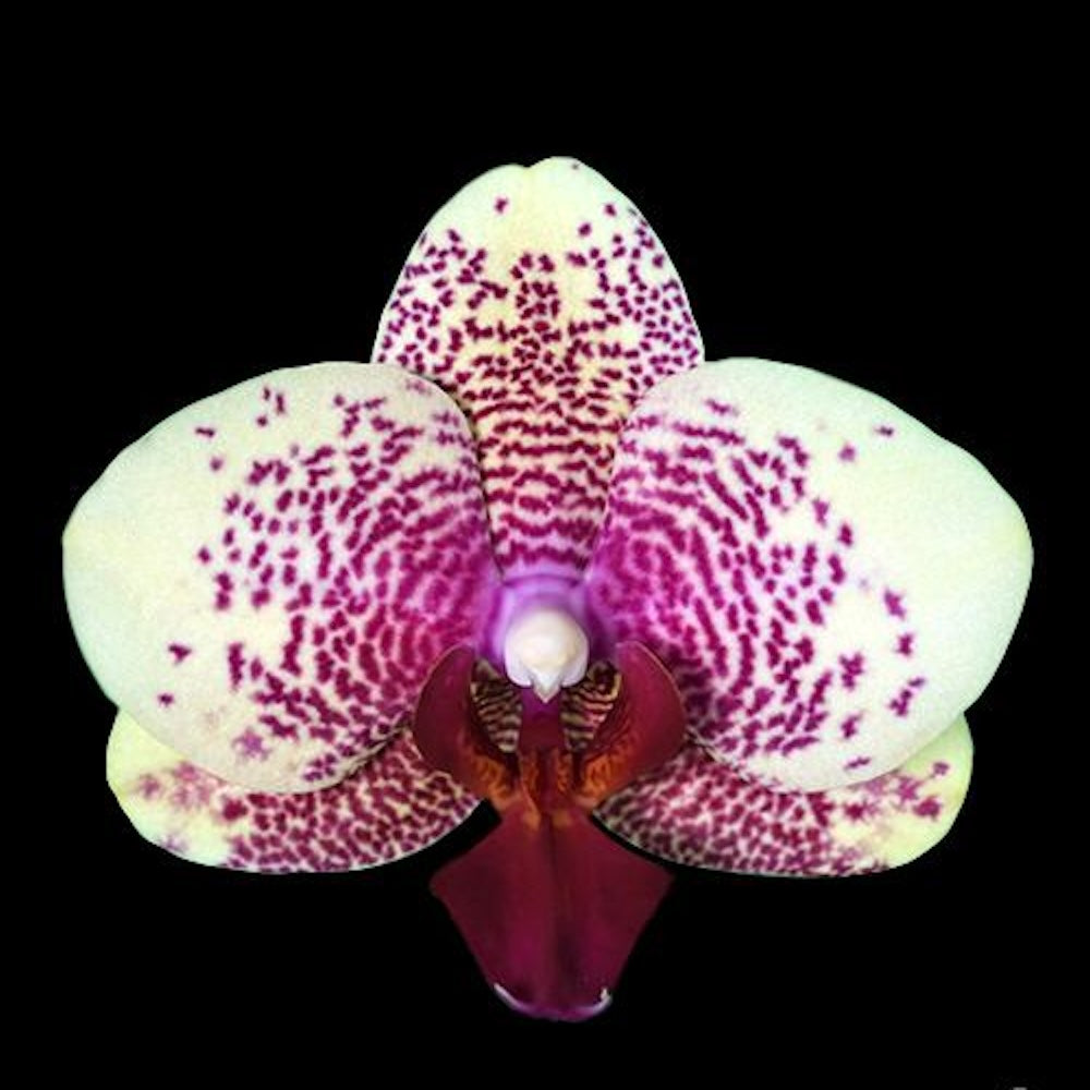 Phal. Hsinying Leopard × Tying Shin Golden Rose – Secret Garden Plant Shop