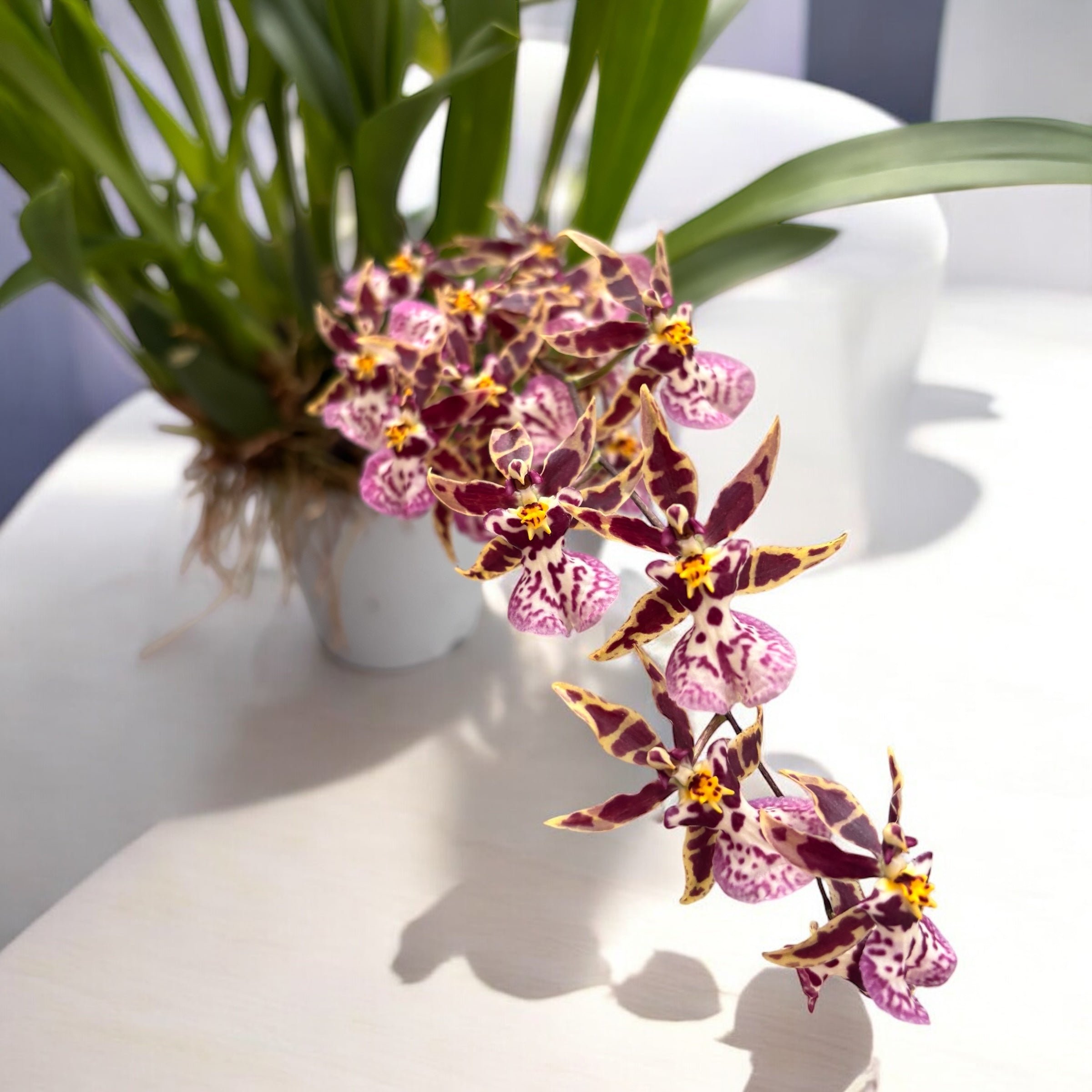 Oncidium (Cyrtocidium) Holm’s Wizard (flori parfumate) - exemplar XL ...