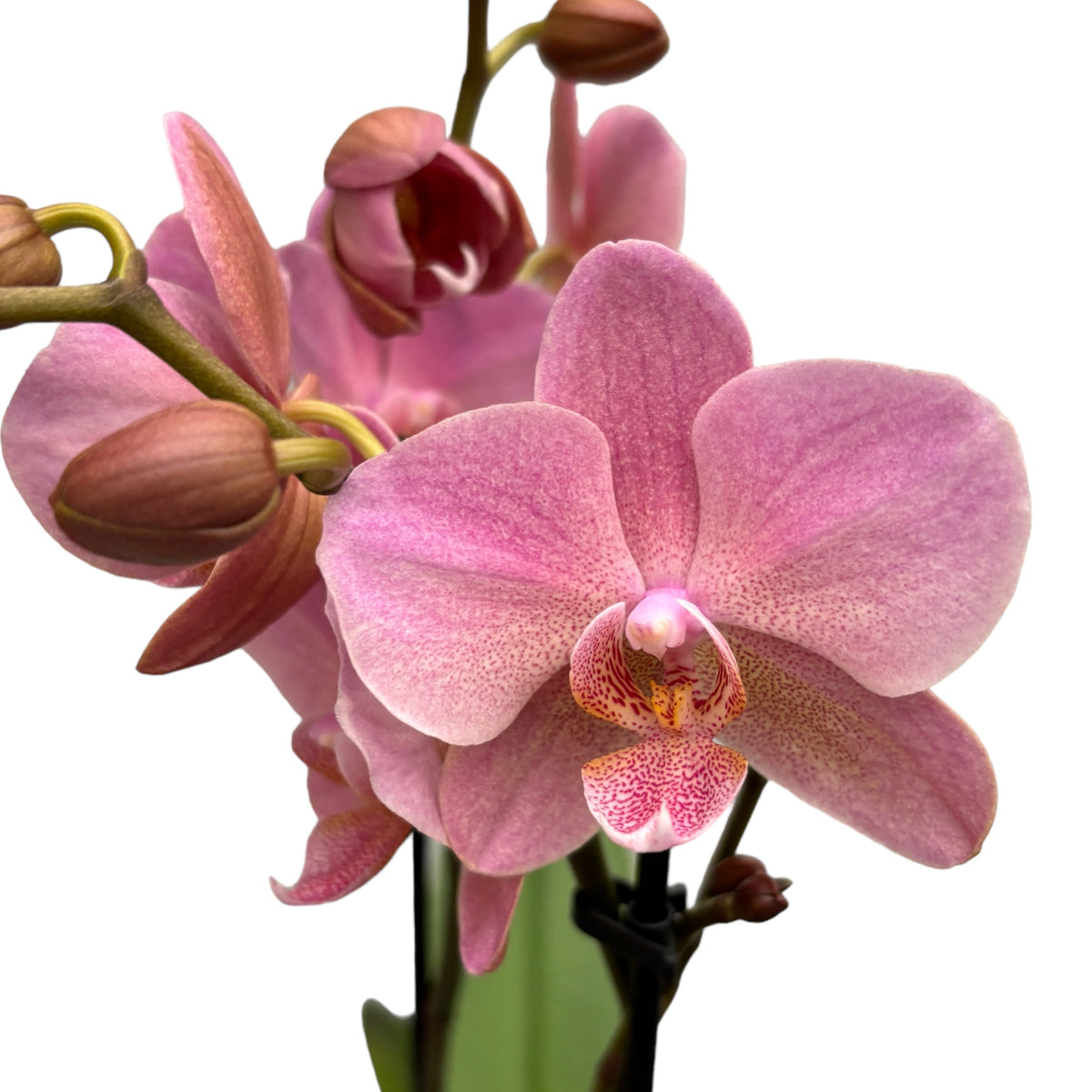 Phalaenopsis Treviso (2 plante/ghiveci) – Secret Garden Plant Shop