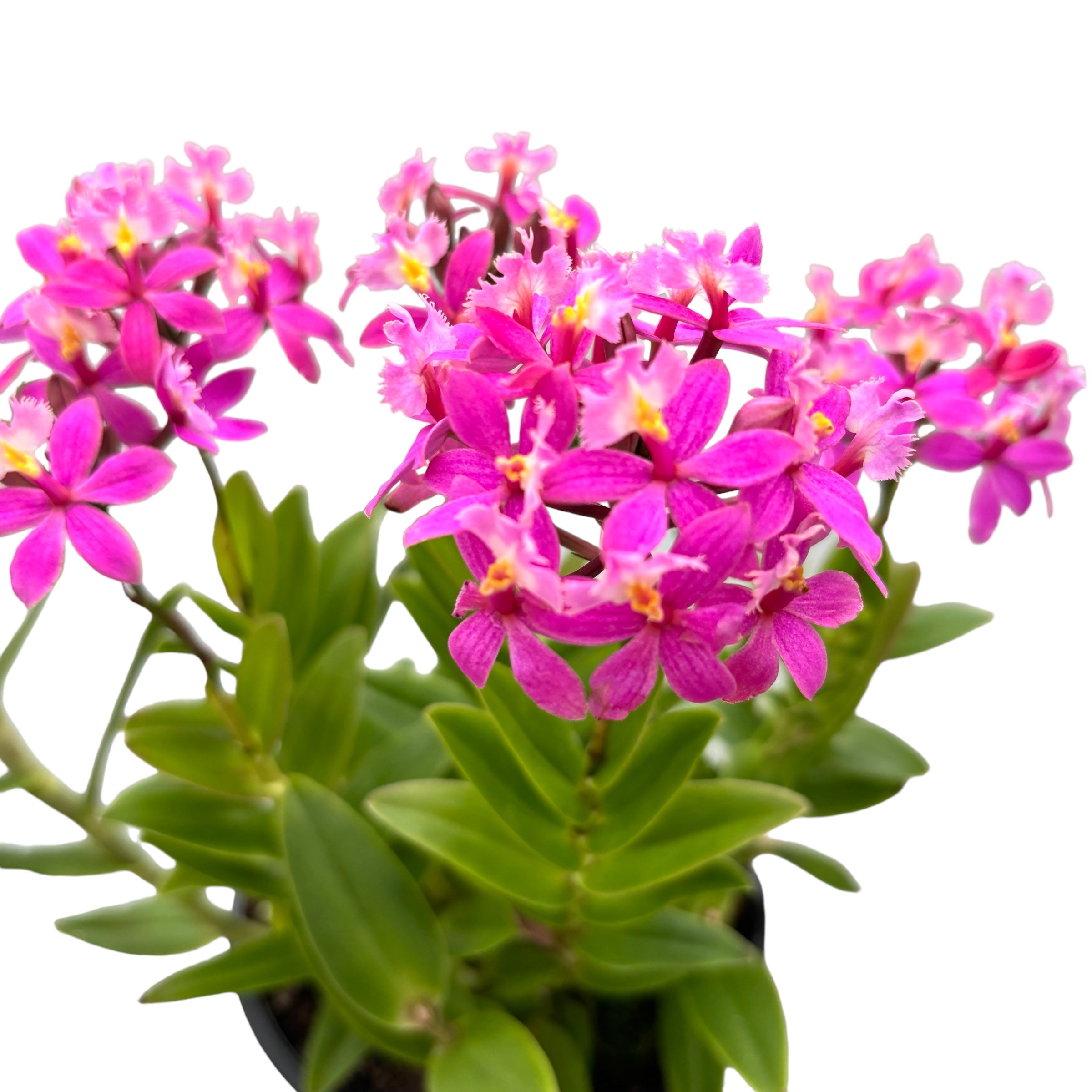 Epidendrum radicans Pink (unique specimen)