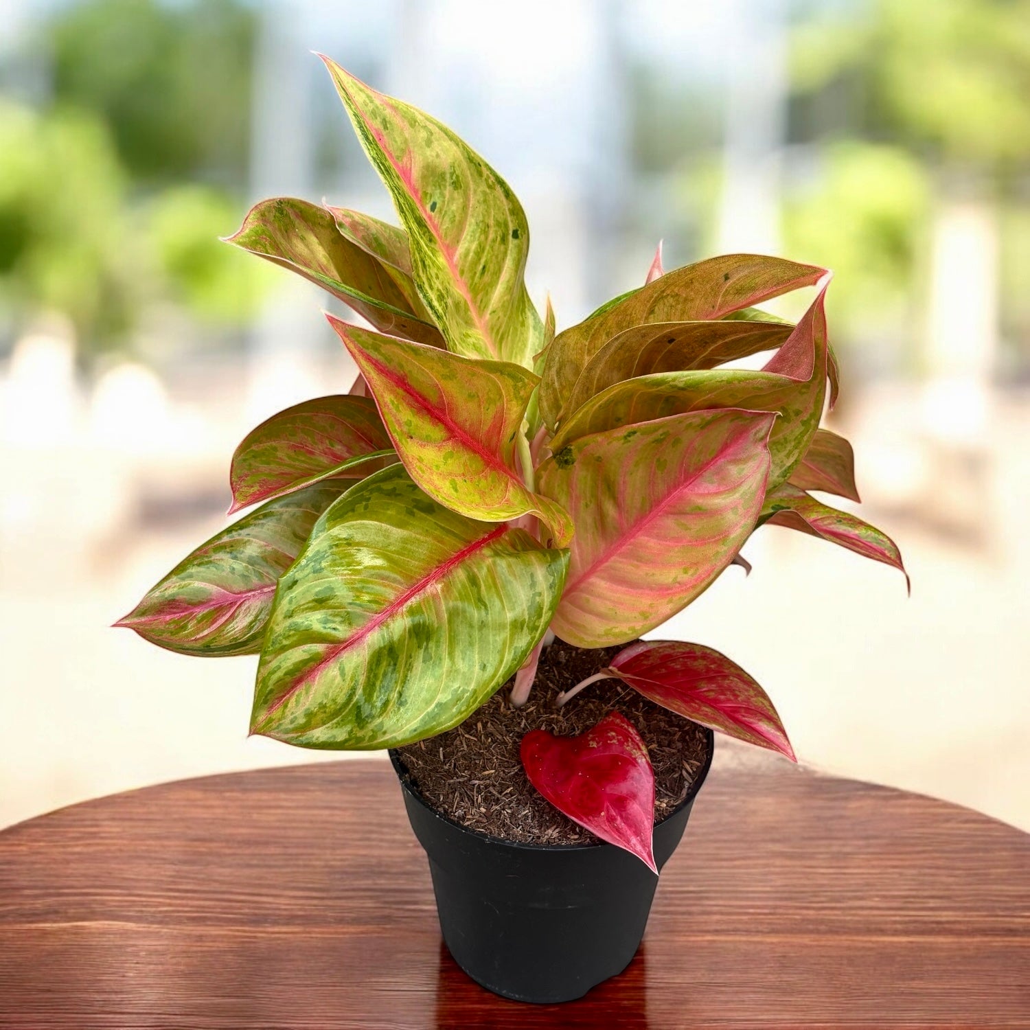 Aglaonema 'Gala Red’ - exemplare XL – Secret Garden Plant Shop
